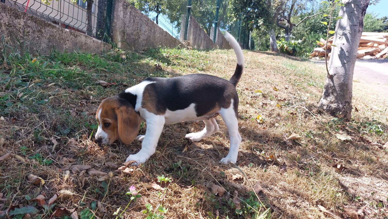 Bigl štene s HKS rodovnicom