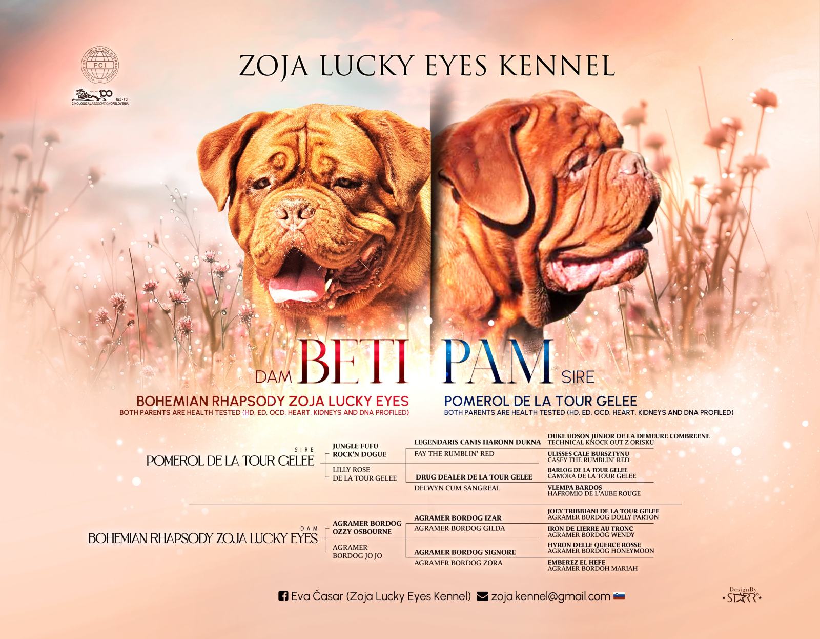 Bordoška doga - muško štene