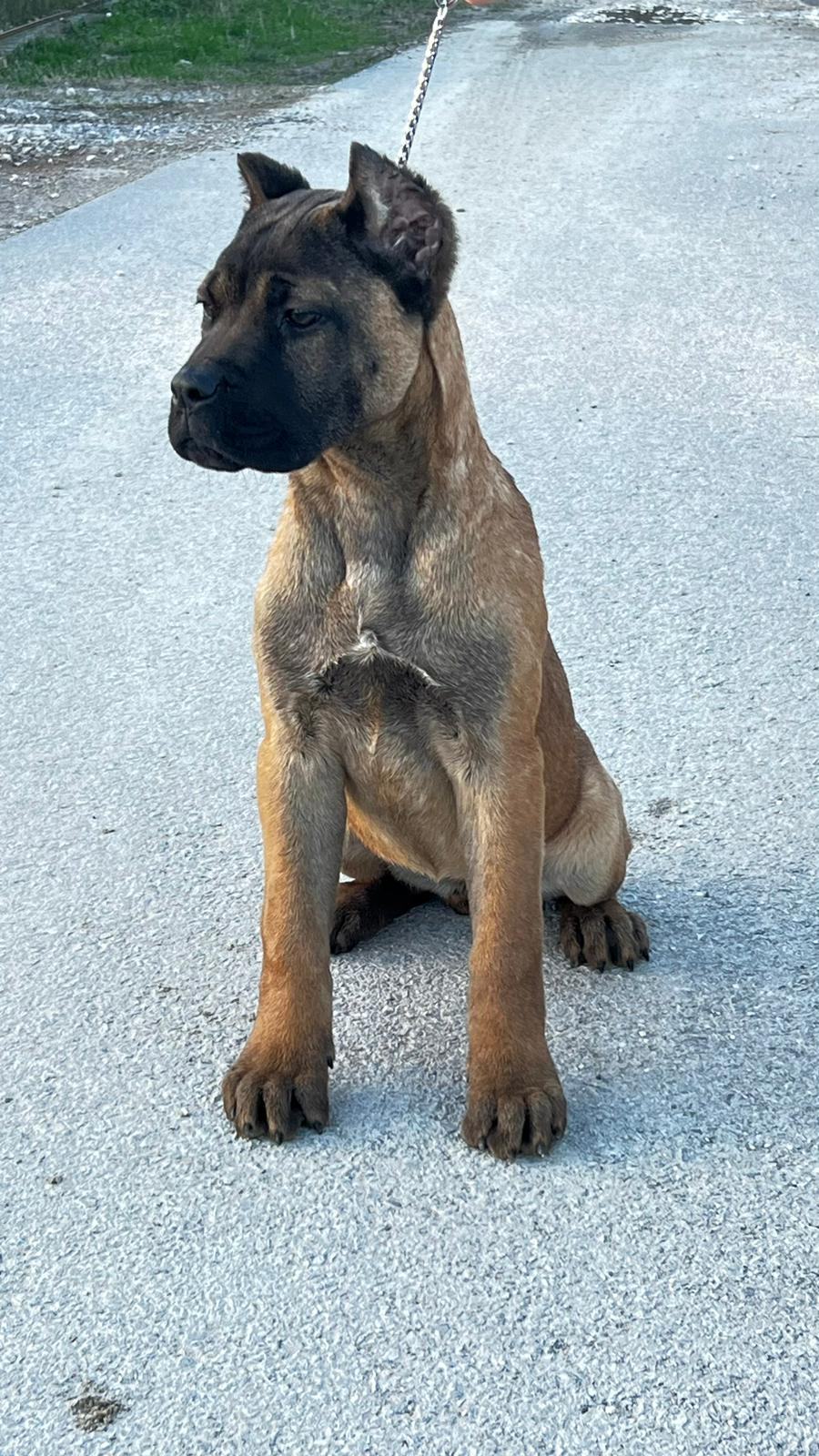 Cane corso stenci sa rodovnicom