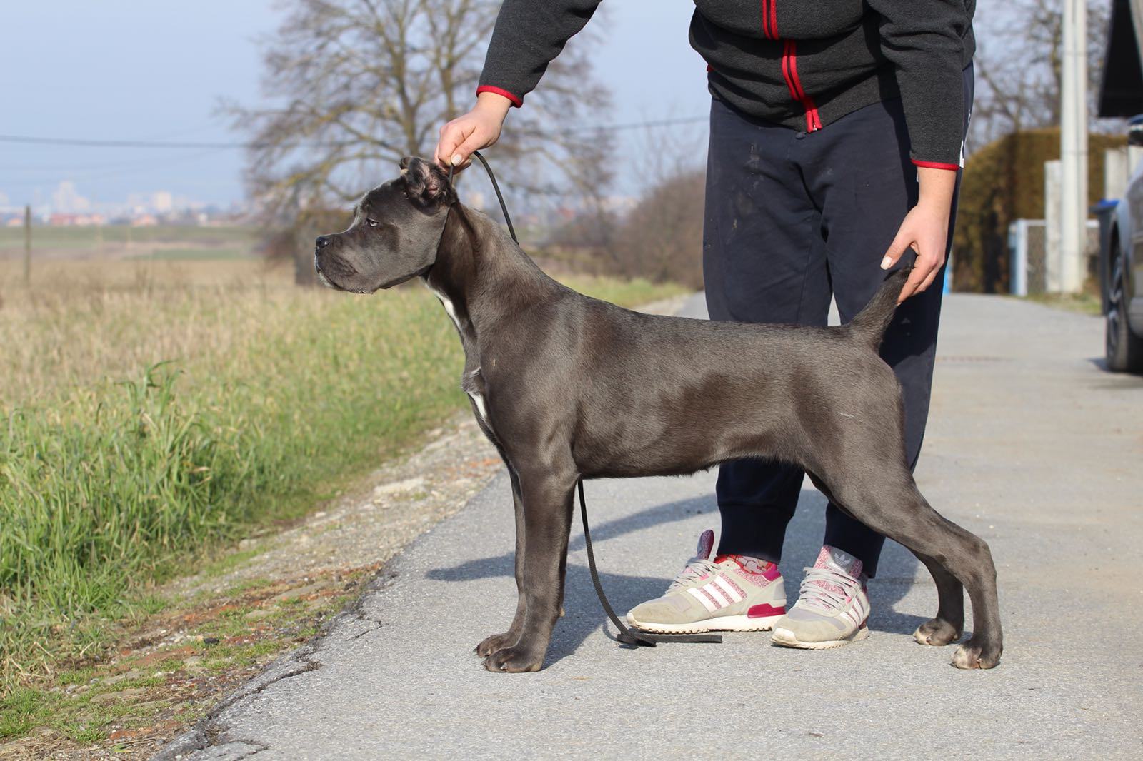 Cane Corso stene