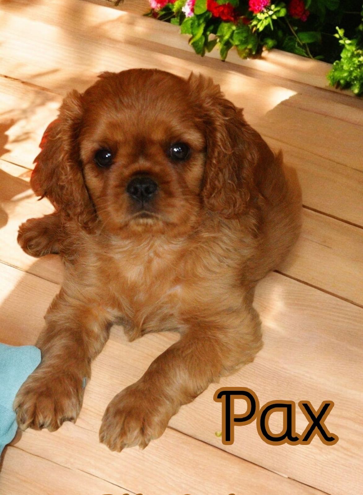 Cavalier King Charles Spaniel - RODOVNIK (vrhunske linije)
