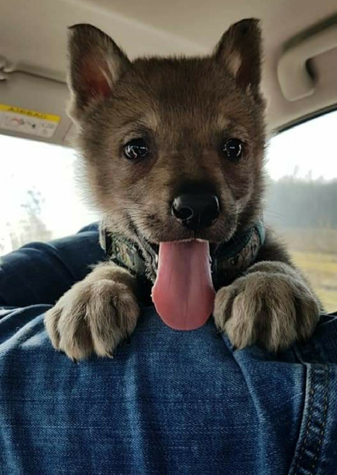 ČEHOSLOVAČKI VUČJI PAS-psi sa Rodovnicom iz registrirane uzgajivačnice