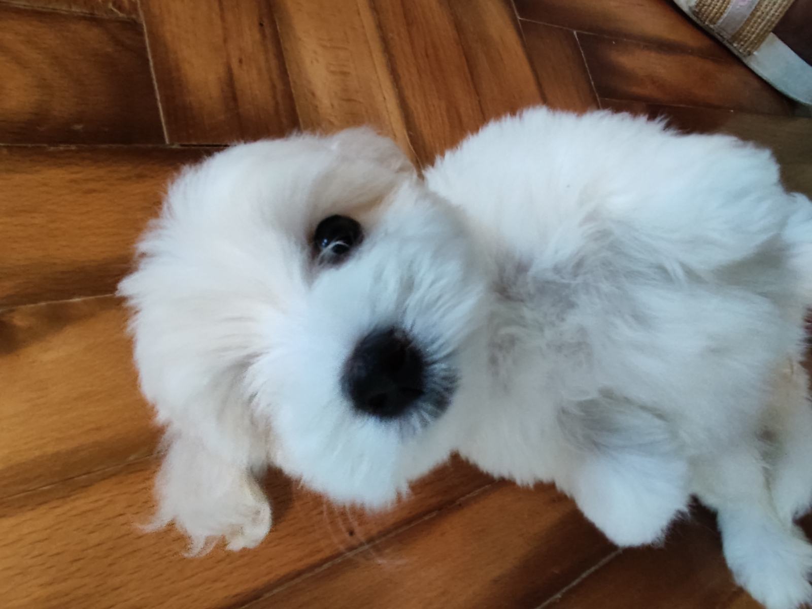 Coton de tulear (tulearski pas) štenci