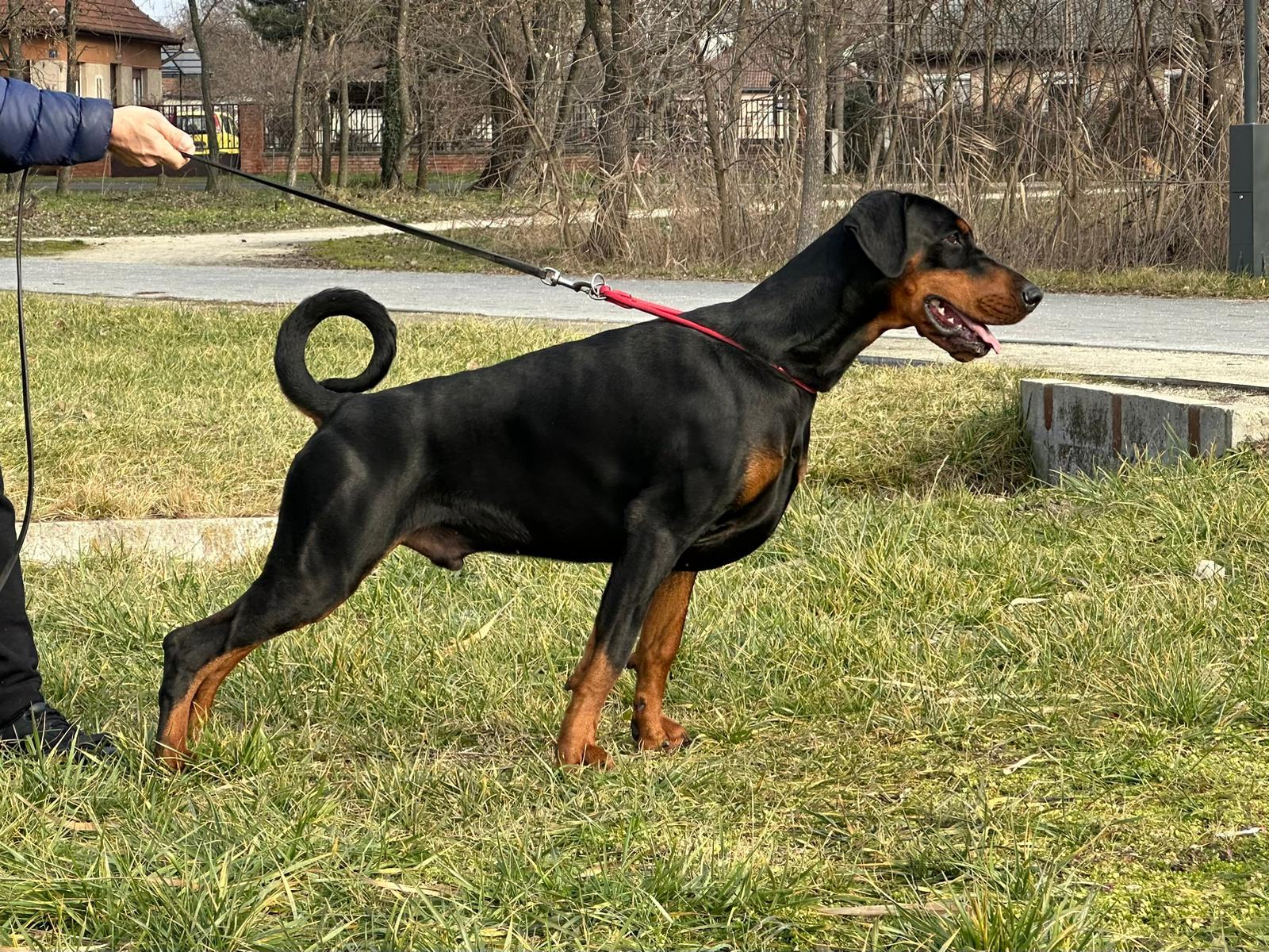 DOBERMAN ŠTENCI