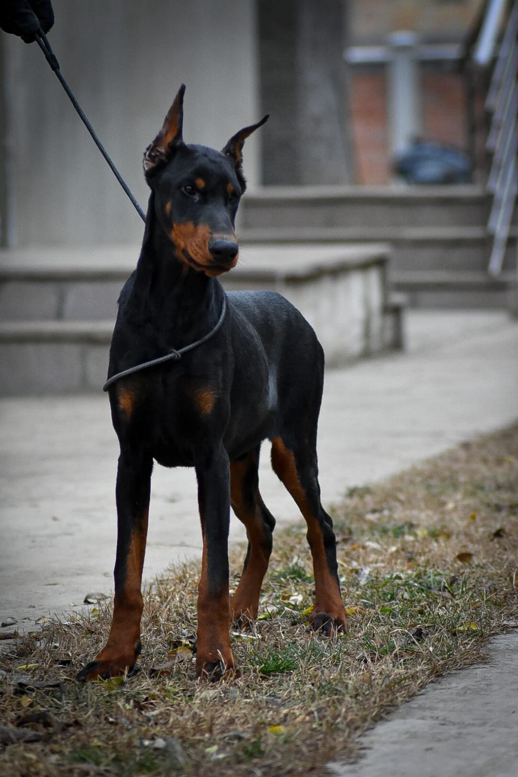 Doberman Štenci