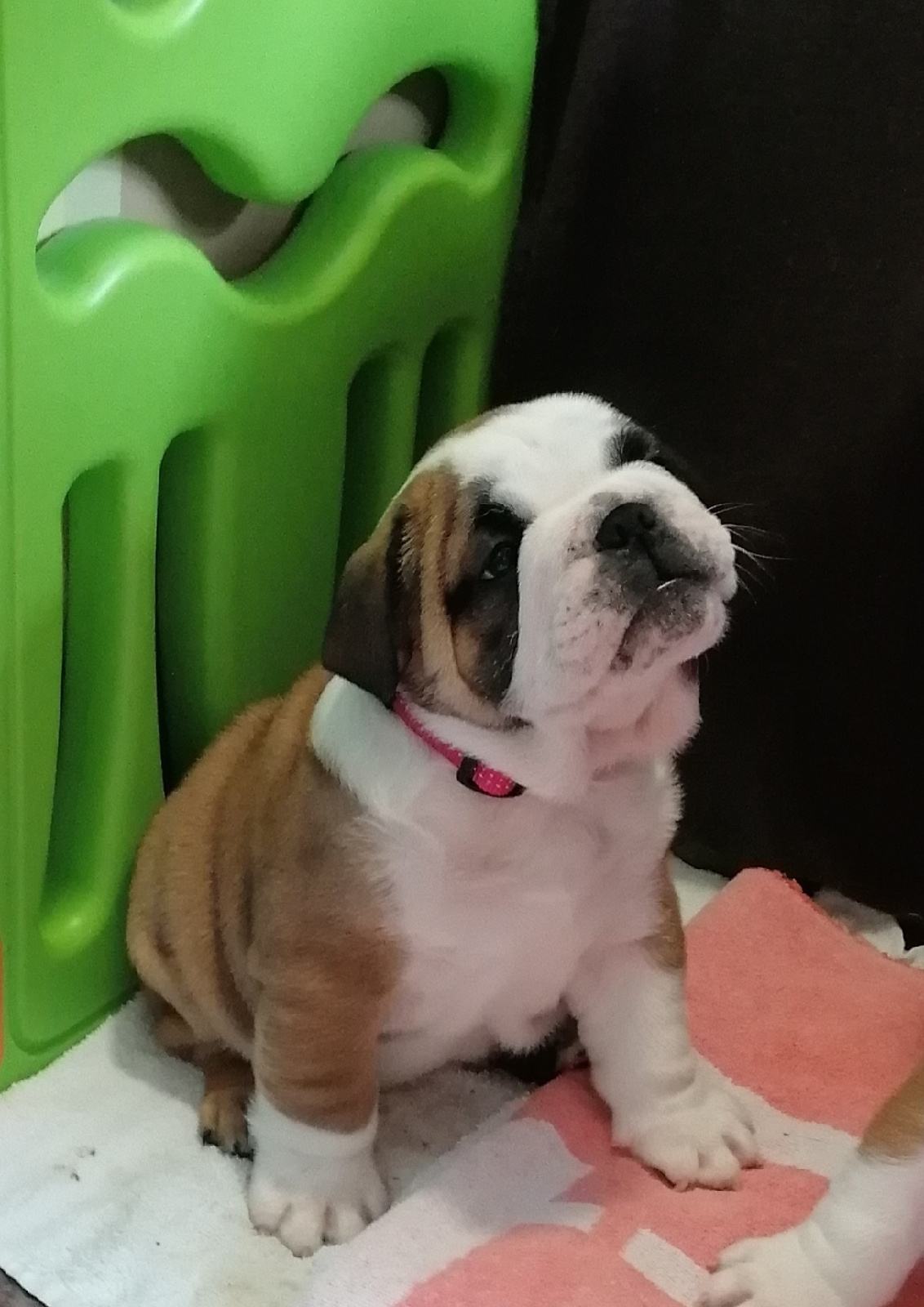 Engleski buldog štenci