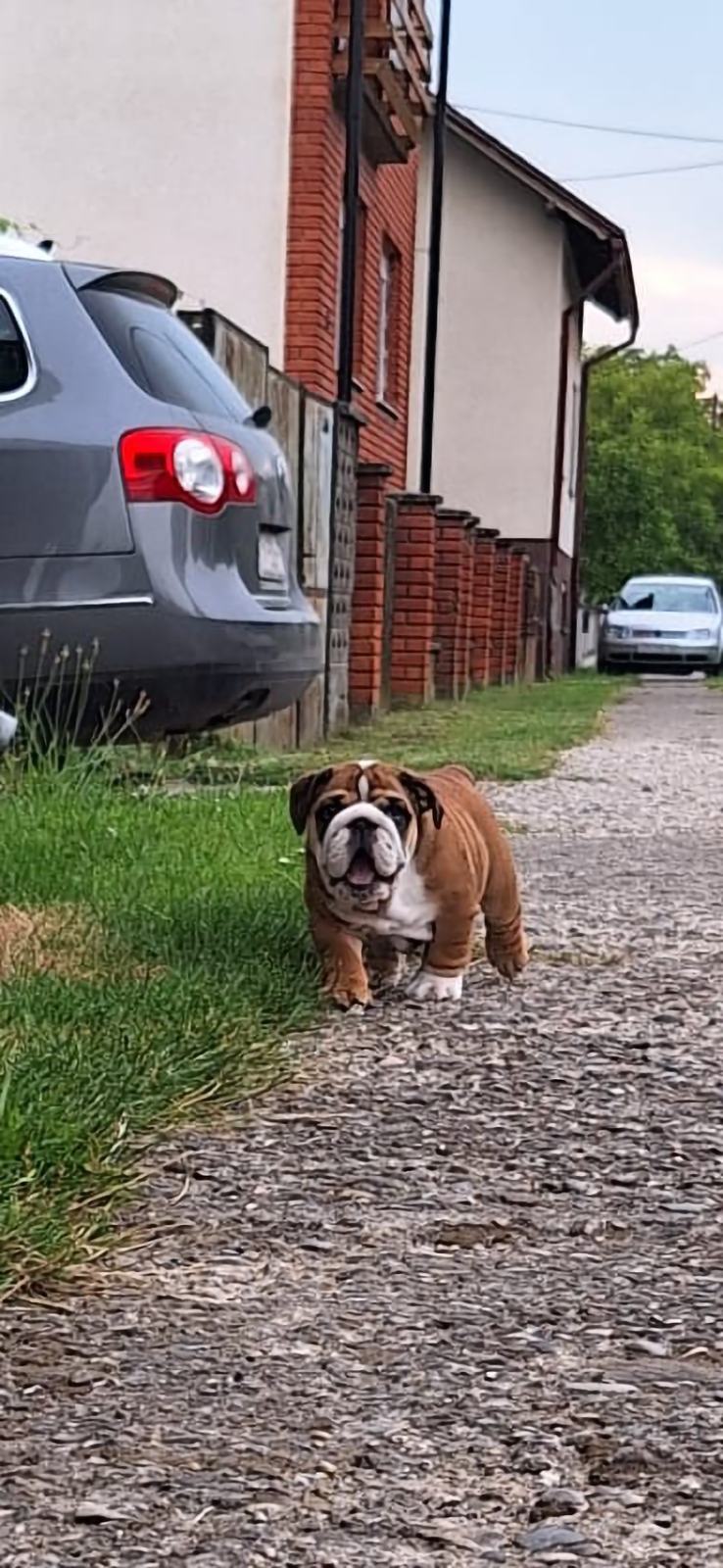 Engleski Buldog