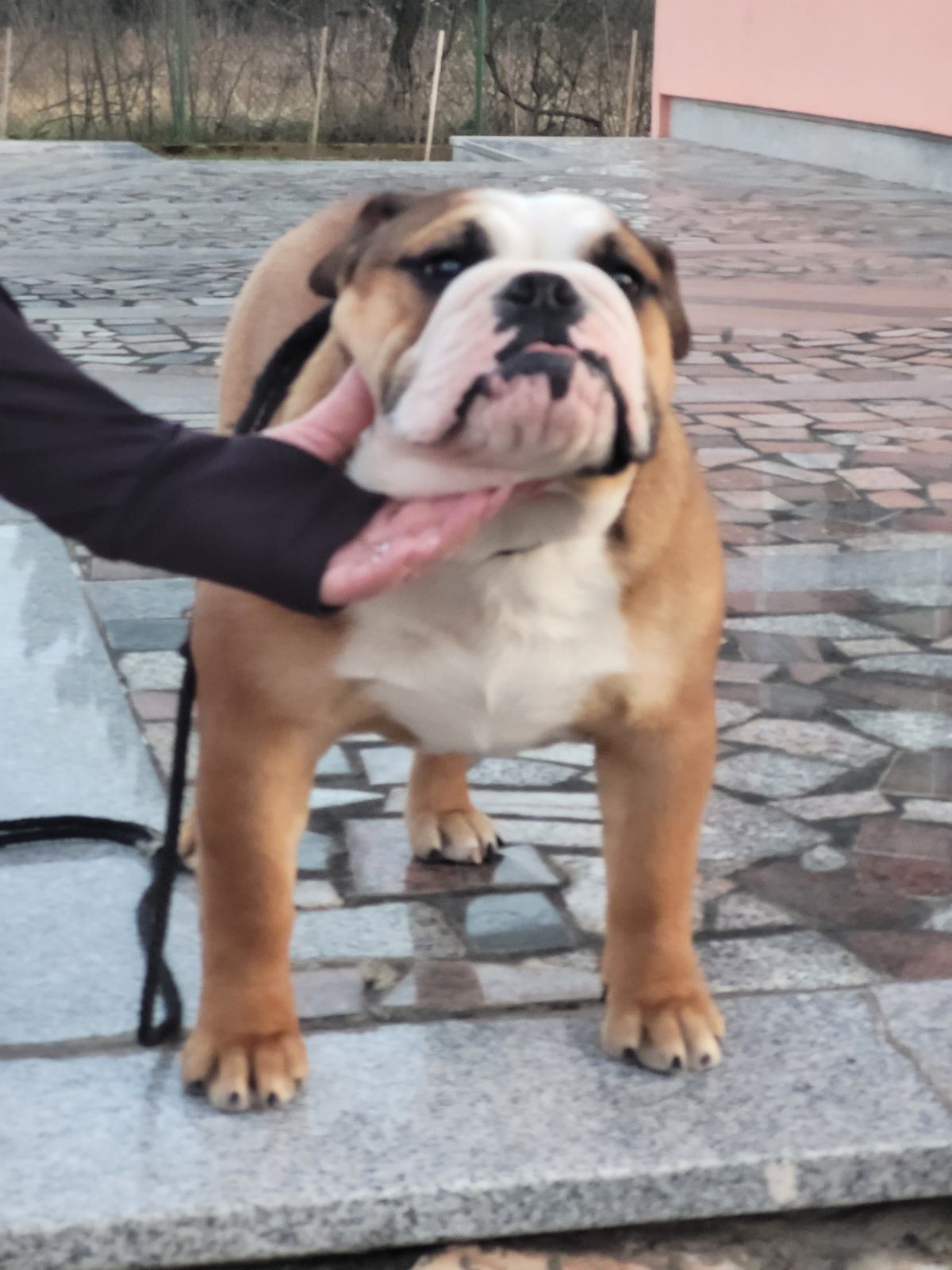 Engleski buldog ženka