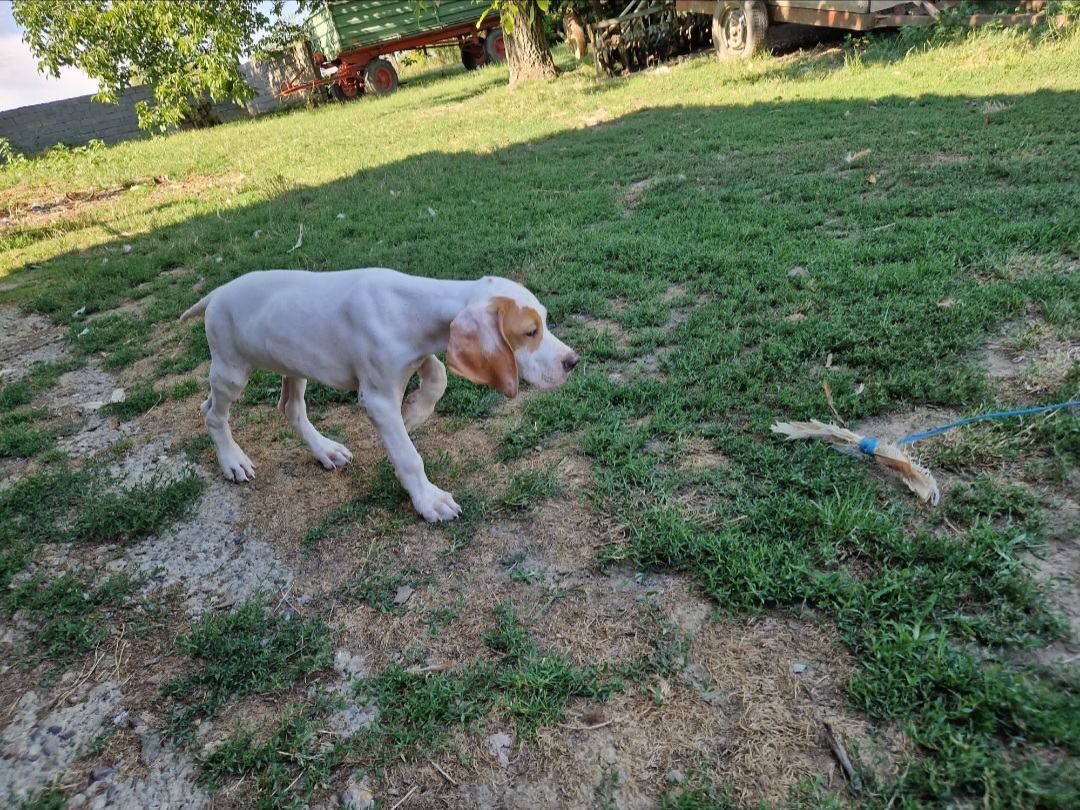 Engleski pointer štenci