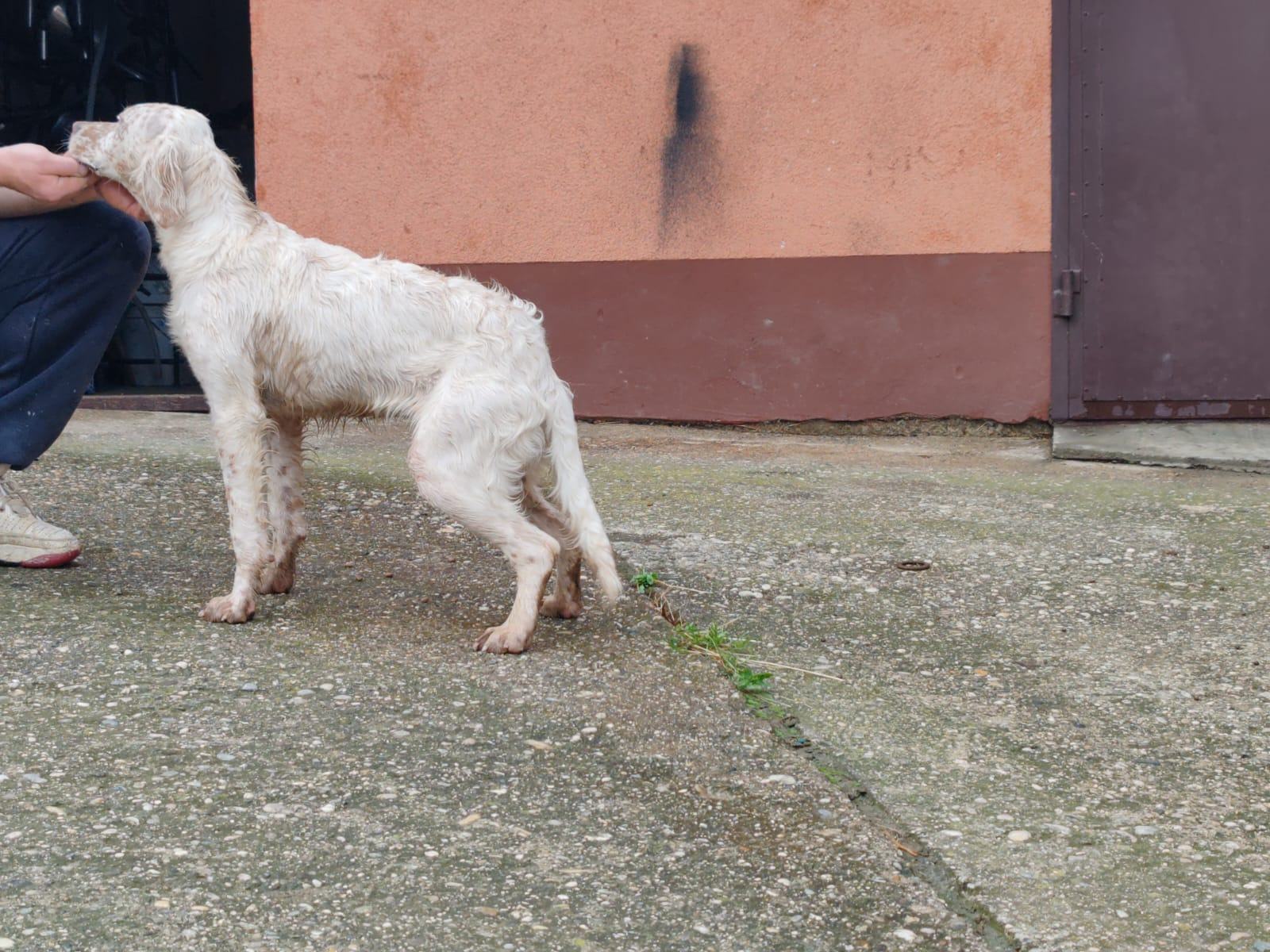 Engleski seter štene