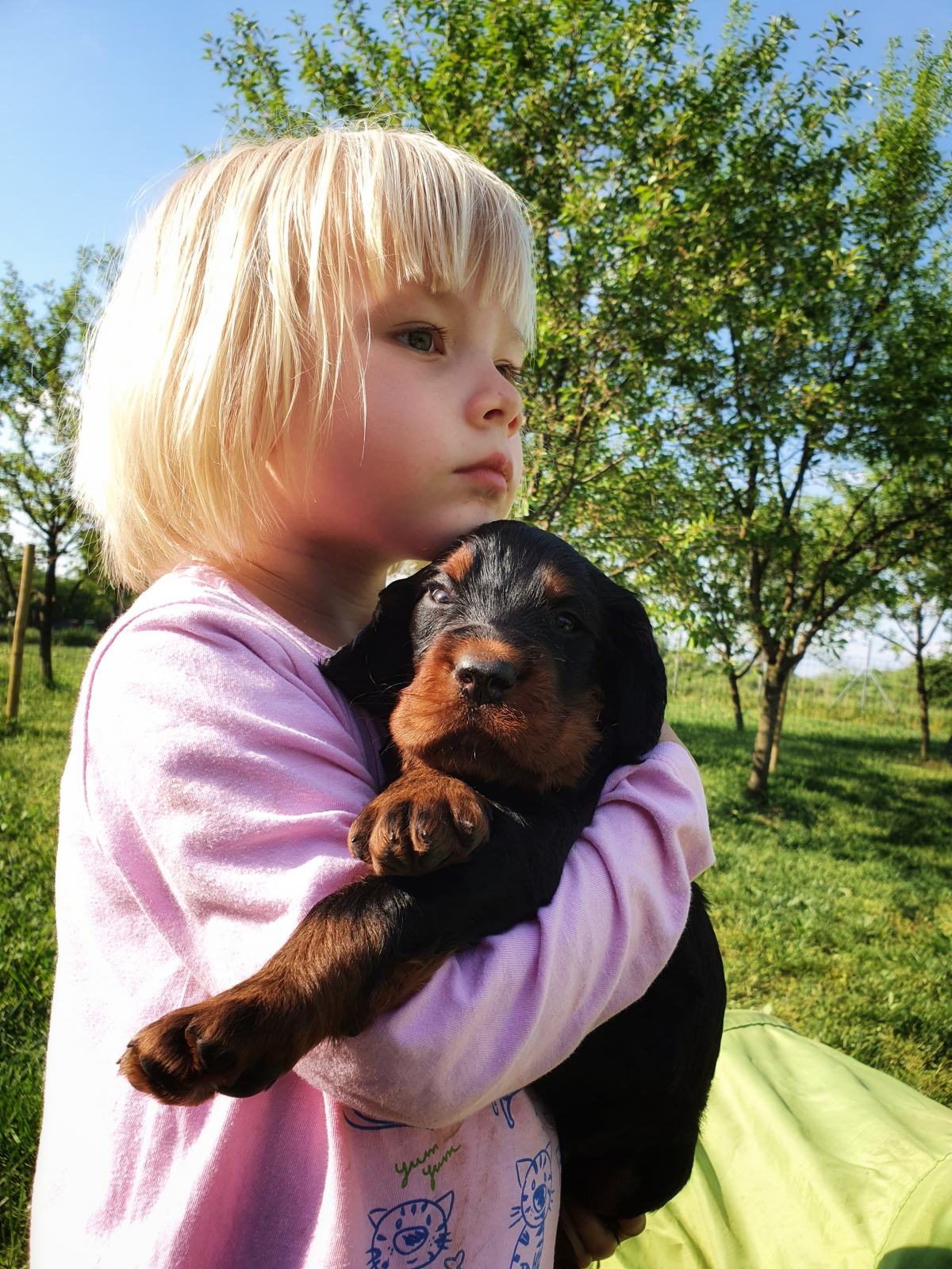 Gordon seter štenci