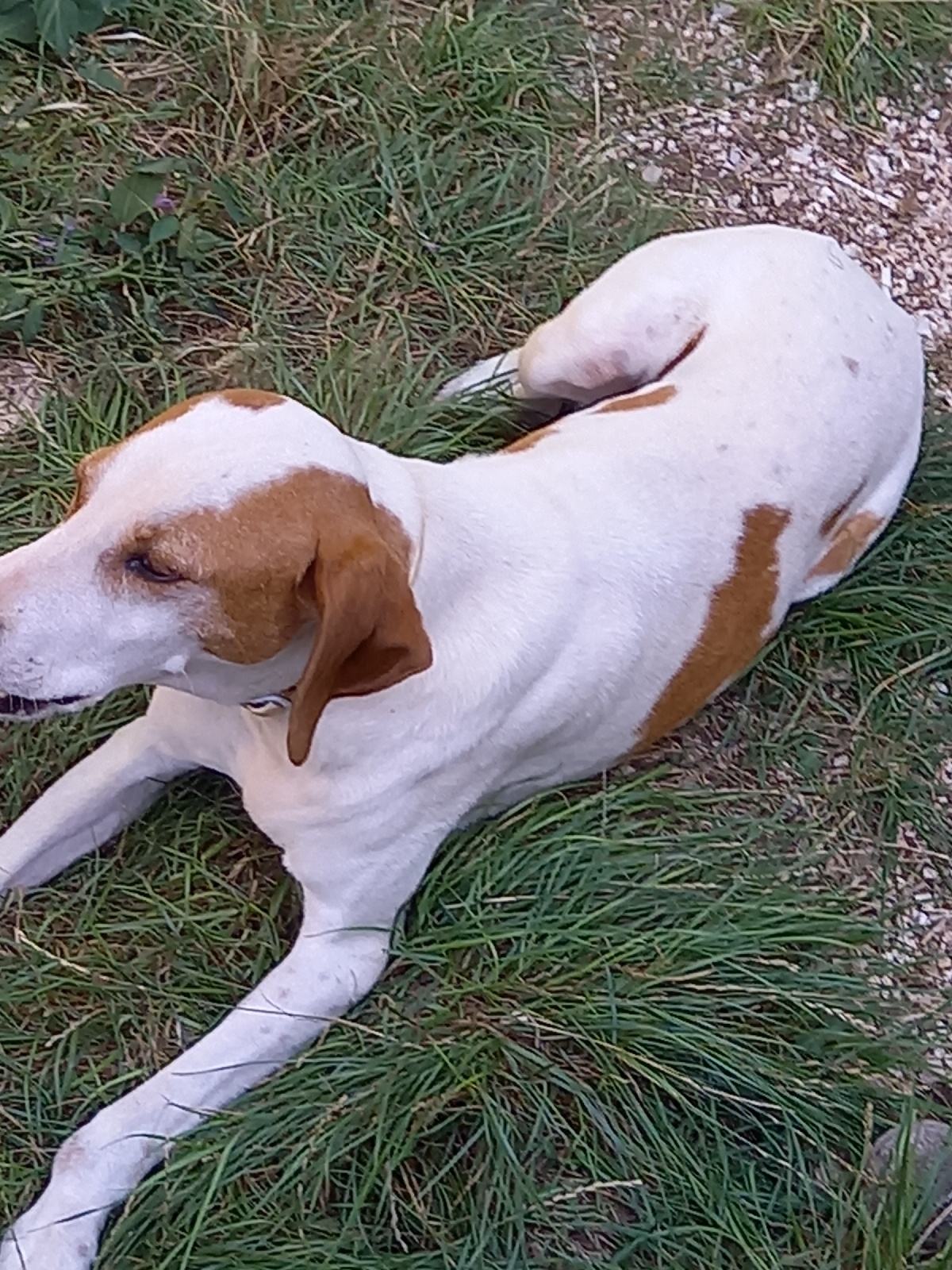 istarski kratkodlaki gonič AKCIJA!