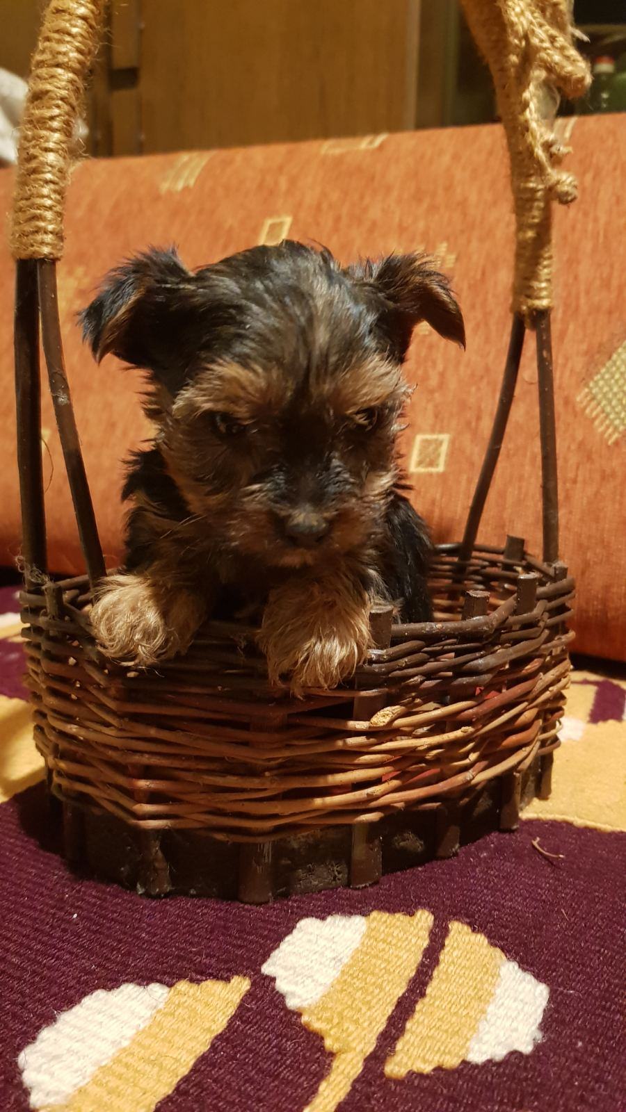 Jorkširski terijer štenci, Yorkshire terrier štenci, Jorkšir, Jorki