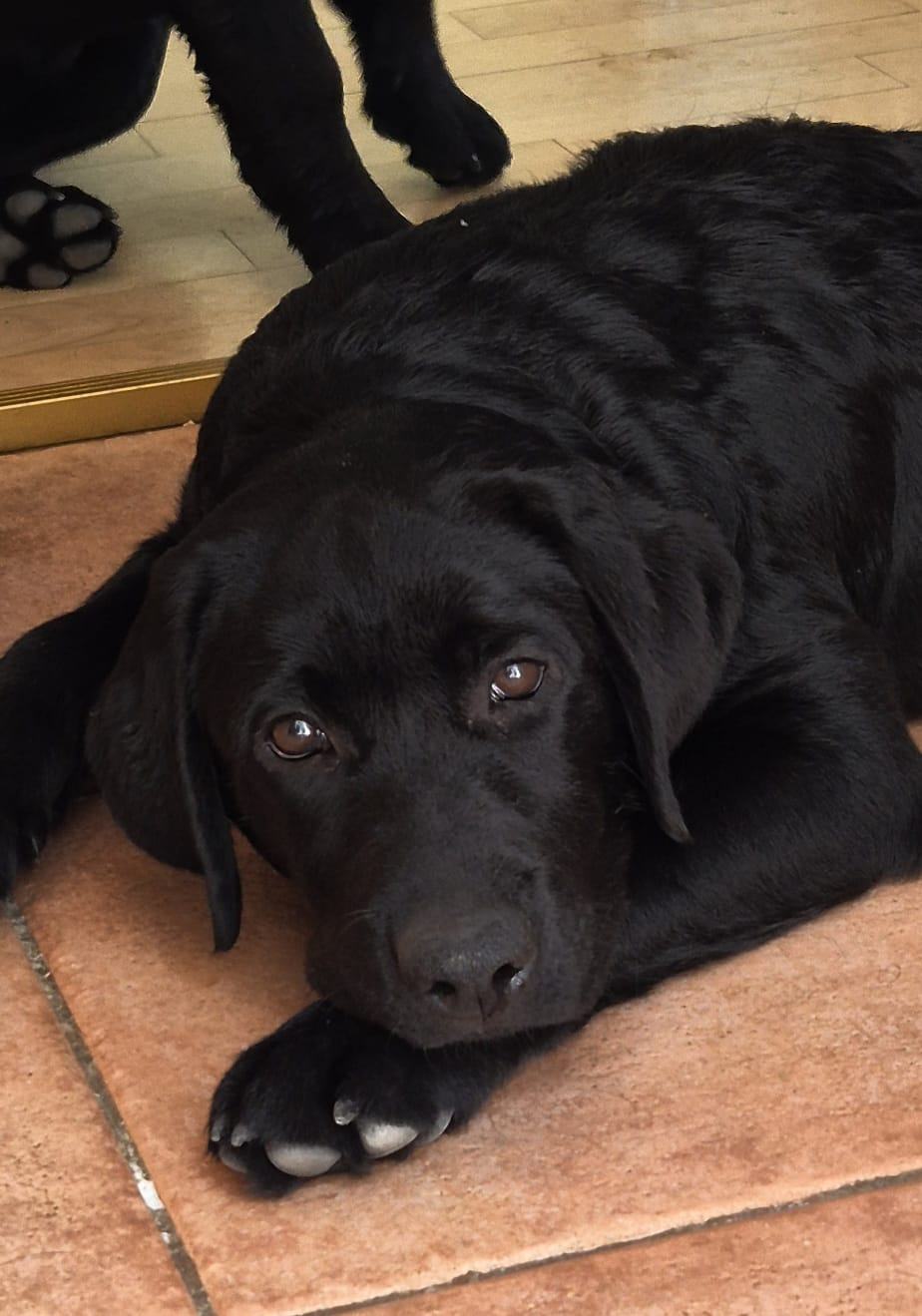 Štene Labrador retrivera