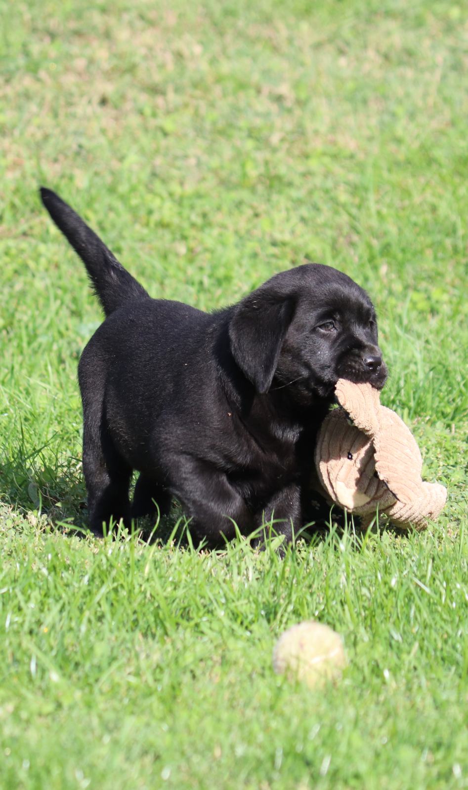 Labrador retriver crni štenci