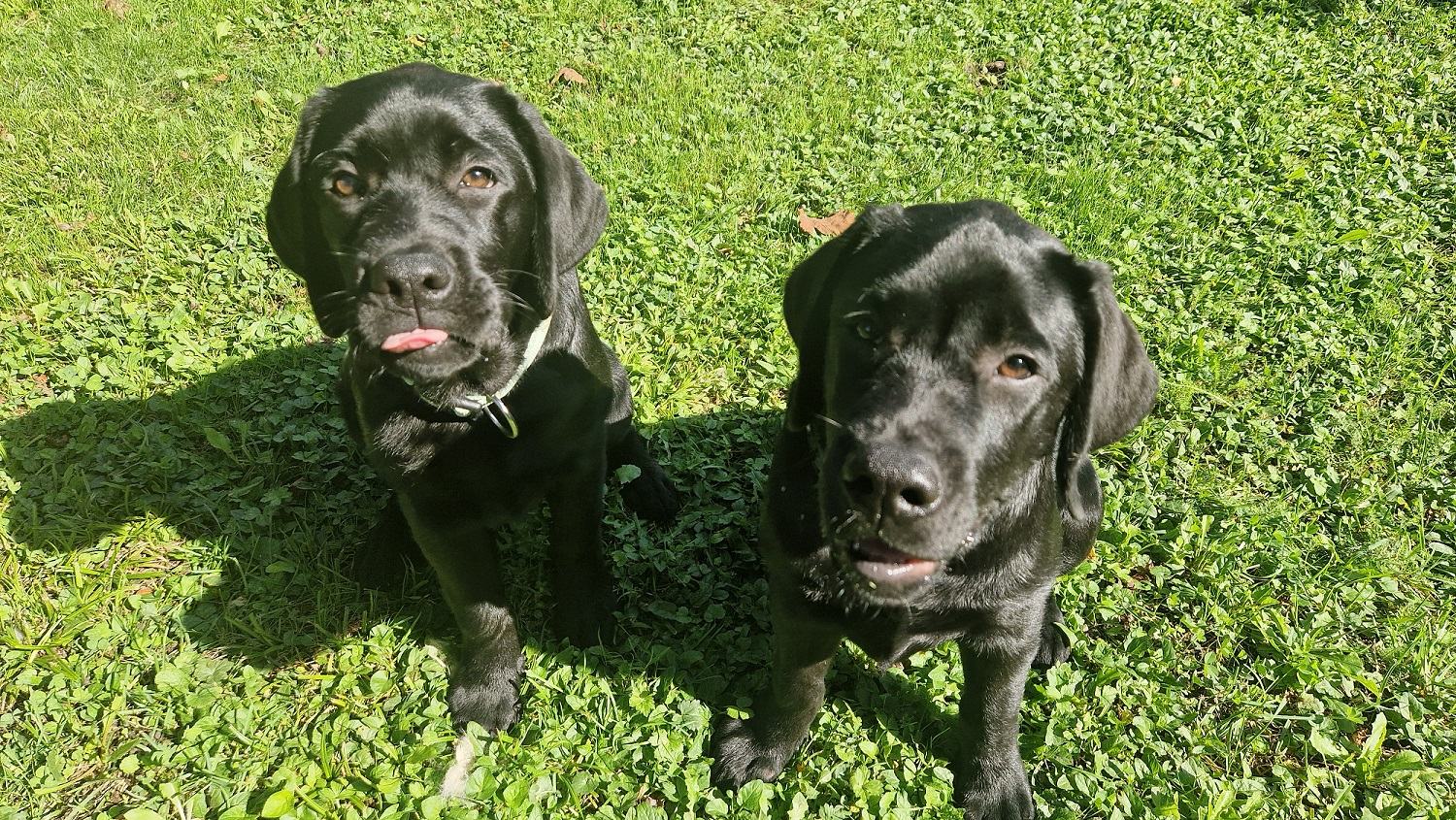 Labrador retriver - štenci s rodovnicom