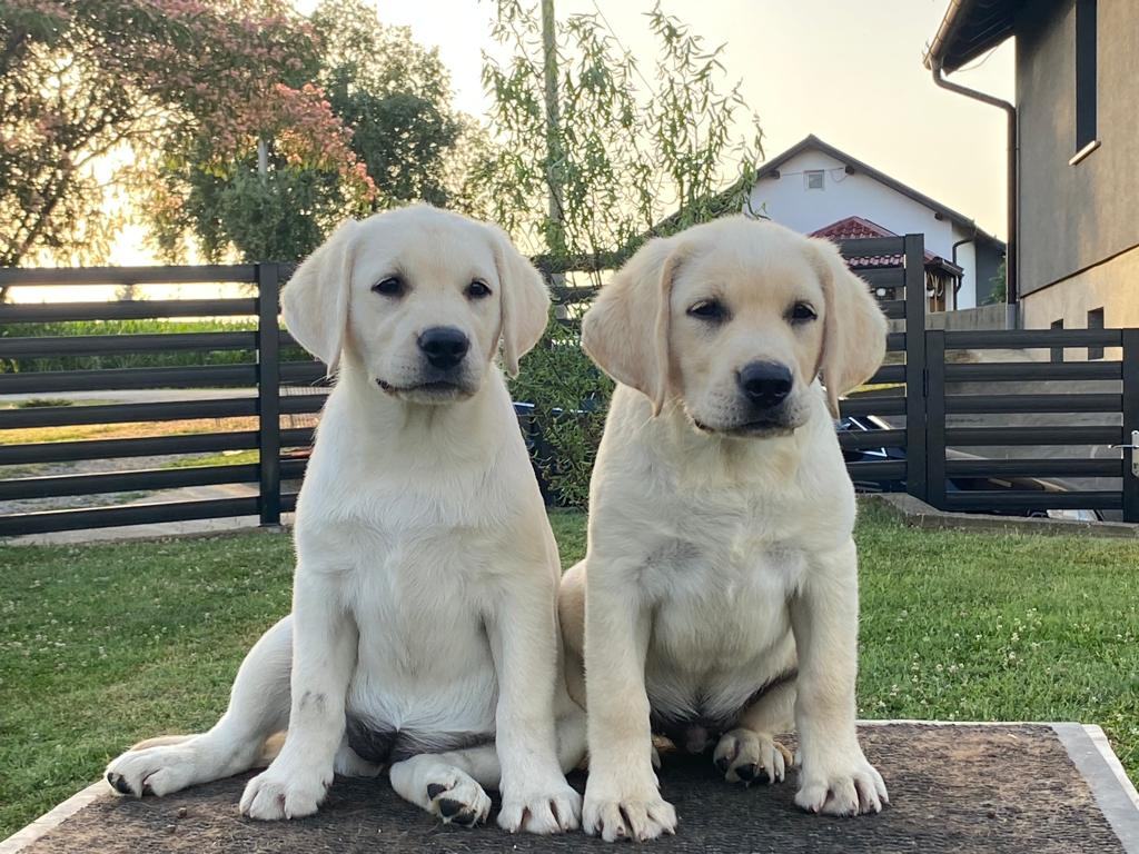 Labrador retriver žuti i crni stenci