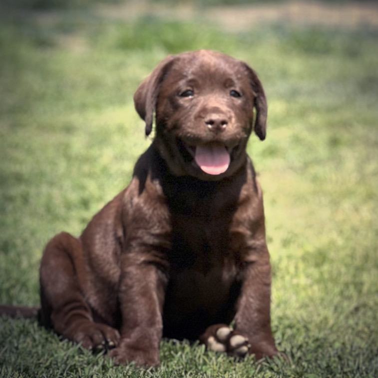 Labrador štenci čokoladni, crni i žuti