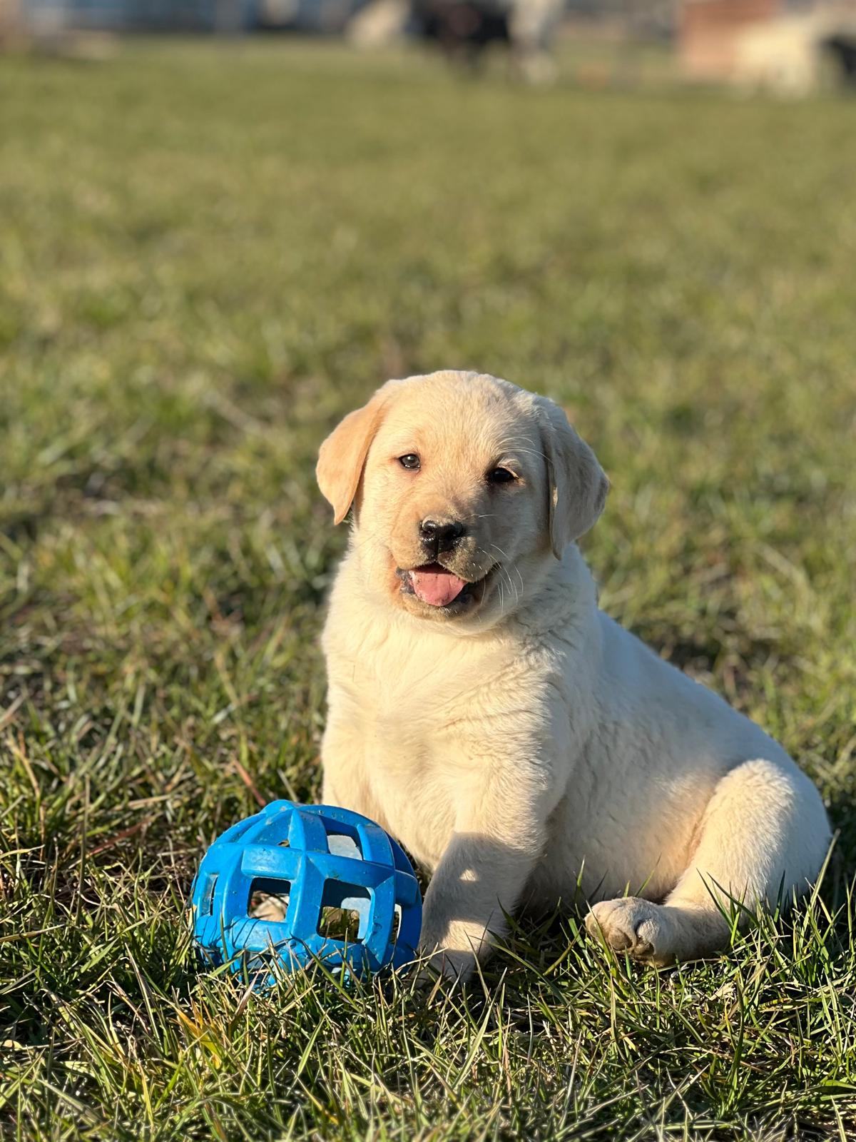 Labrador štenci čokoladni, crni i žuti