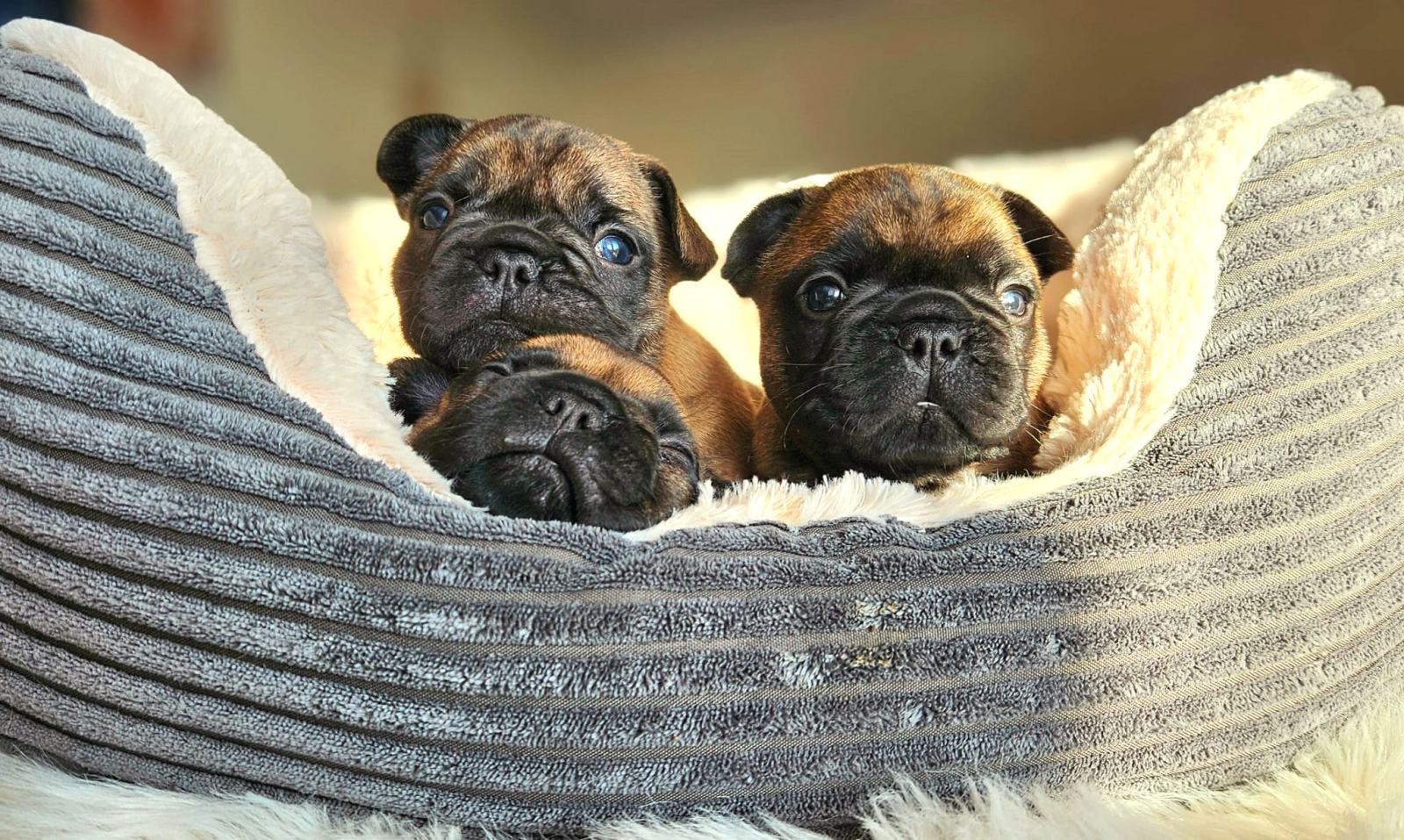 Ženkica francuskog buldoga