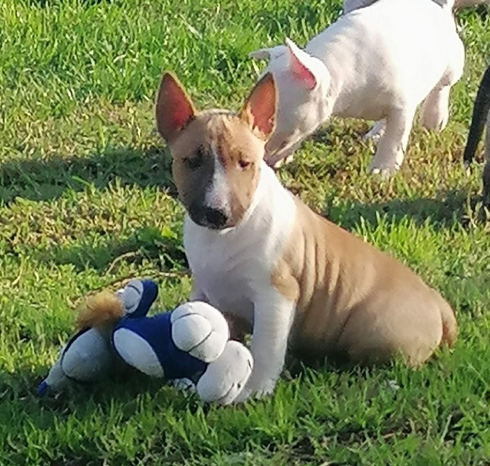 MINI BULL TERIJERI ⧫