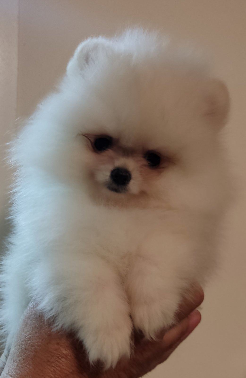 MINI Pomeranac štenci