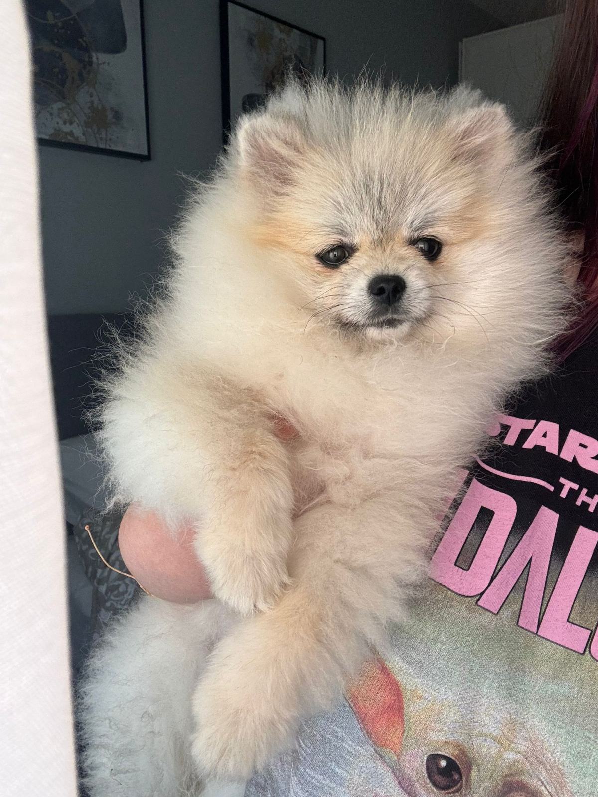 Mini pomeranac, ženka, 7 mjeseci