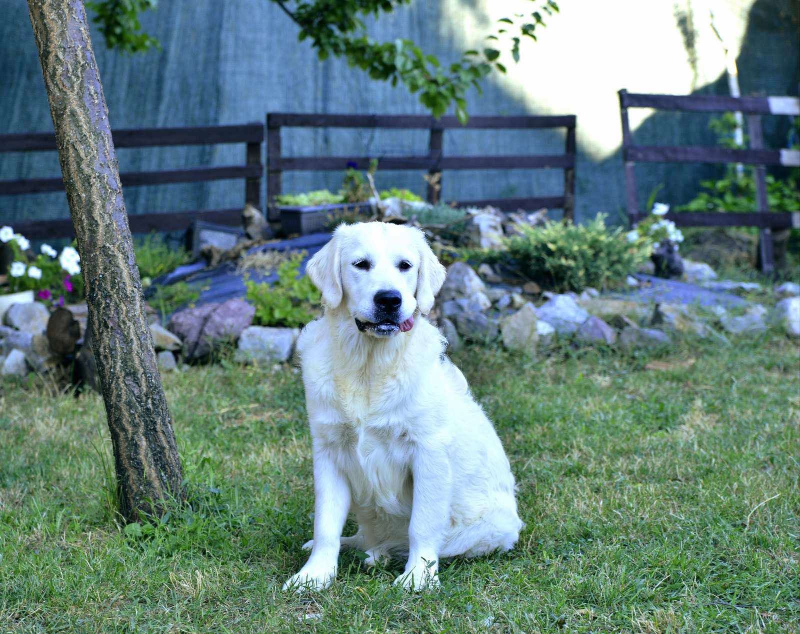 Musko stene zlatni retriver
