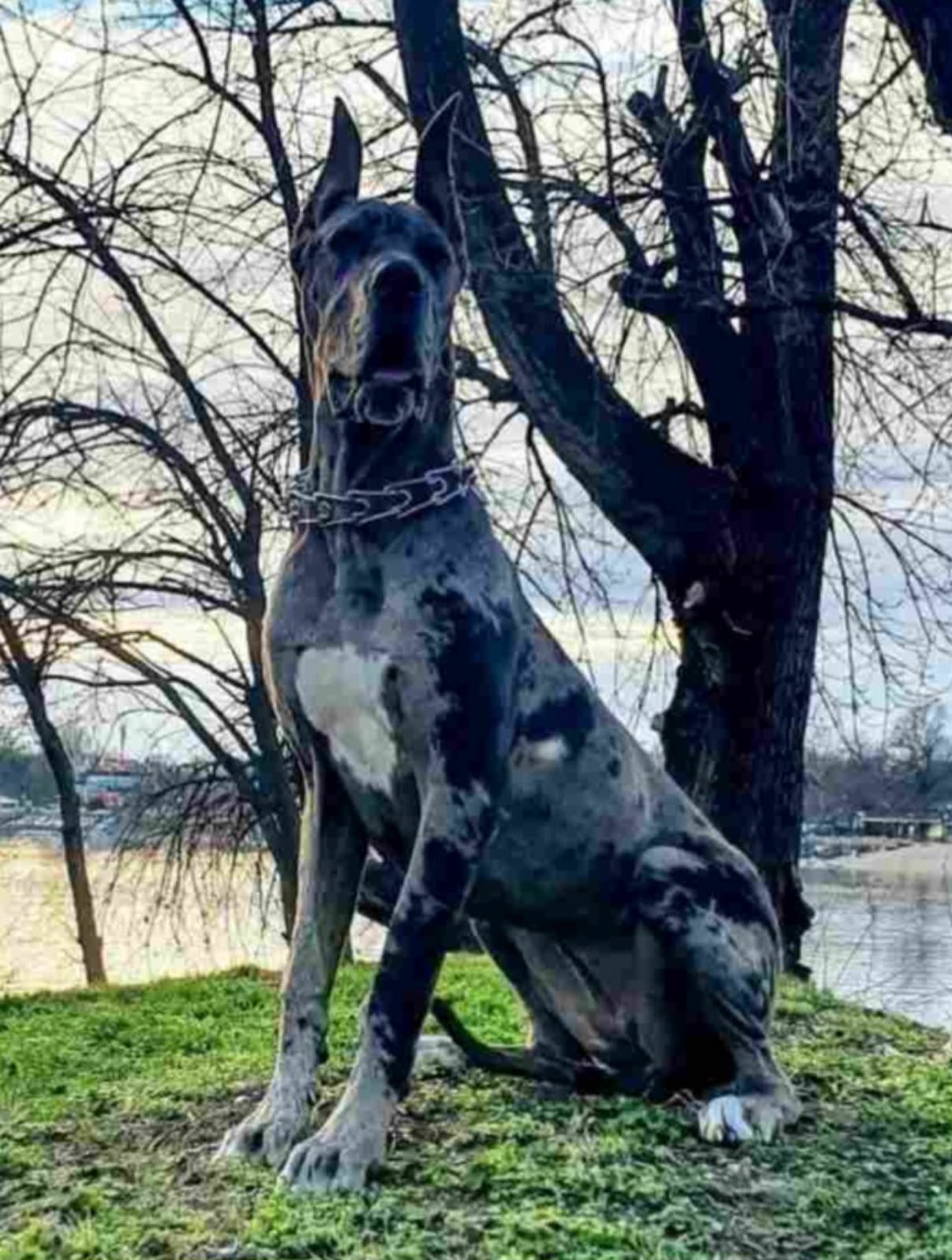 Njemacka doga (Great dane) stenci
