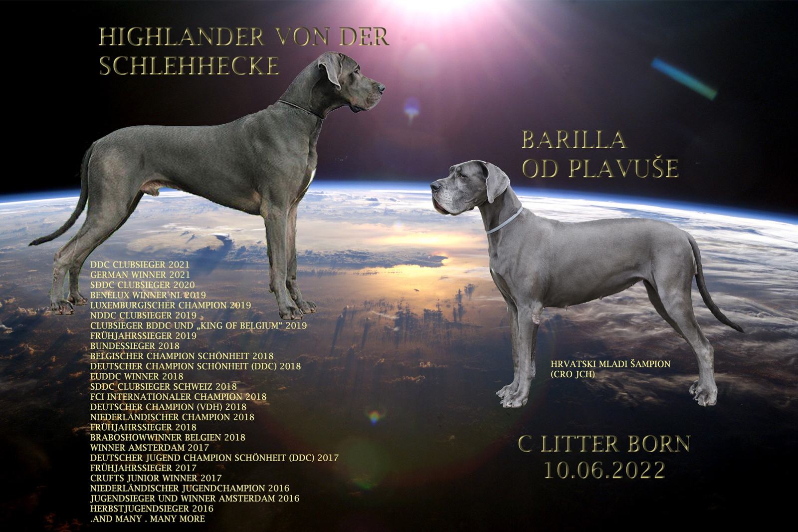 Njemačka doga - plava