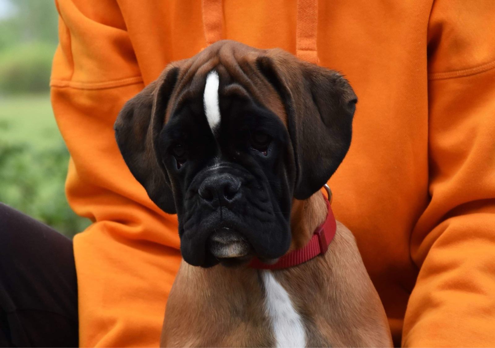 Njemački bokser (boxer) muško štene na prodaju