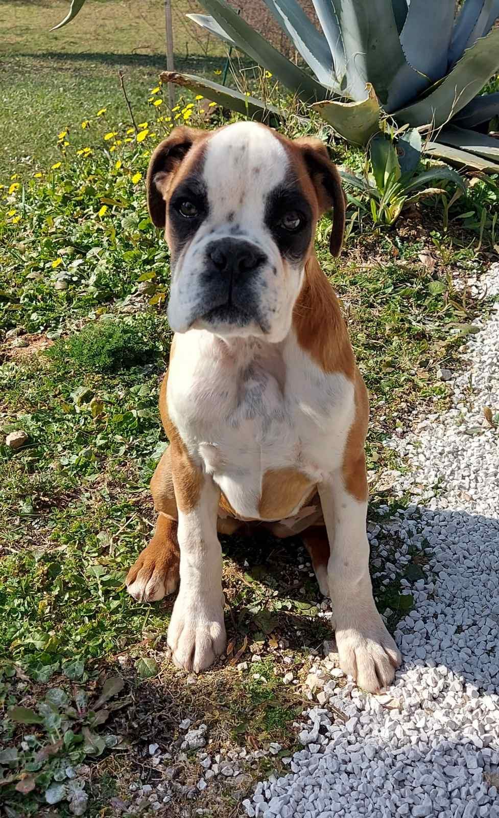 Njemački bokser(boxer)