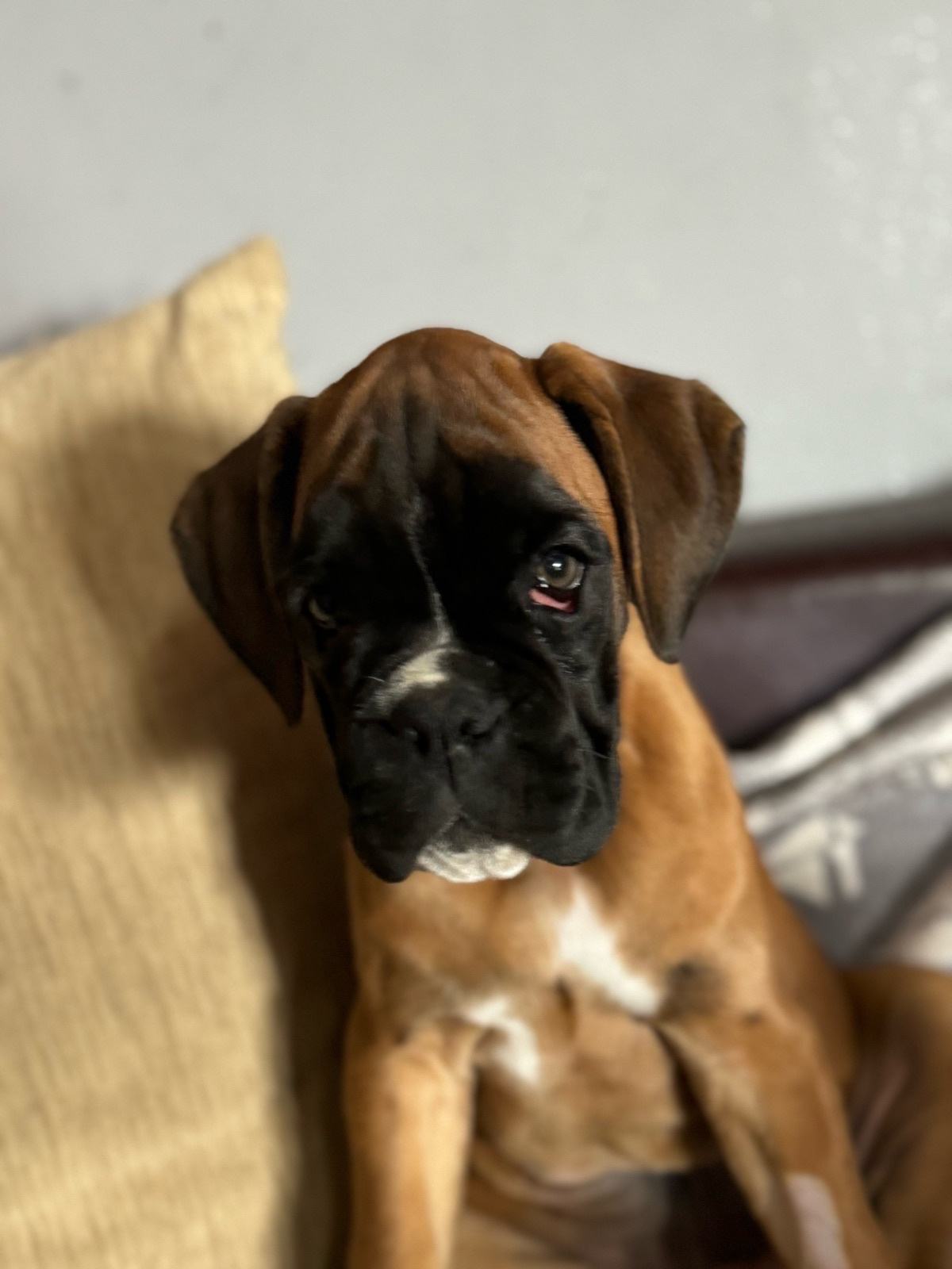 Njemacki bokser (boxer) stenci na prodaju