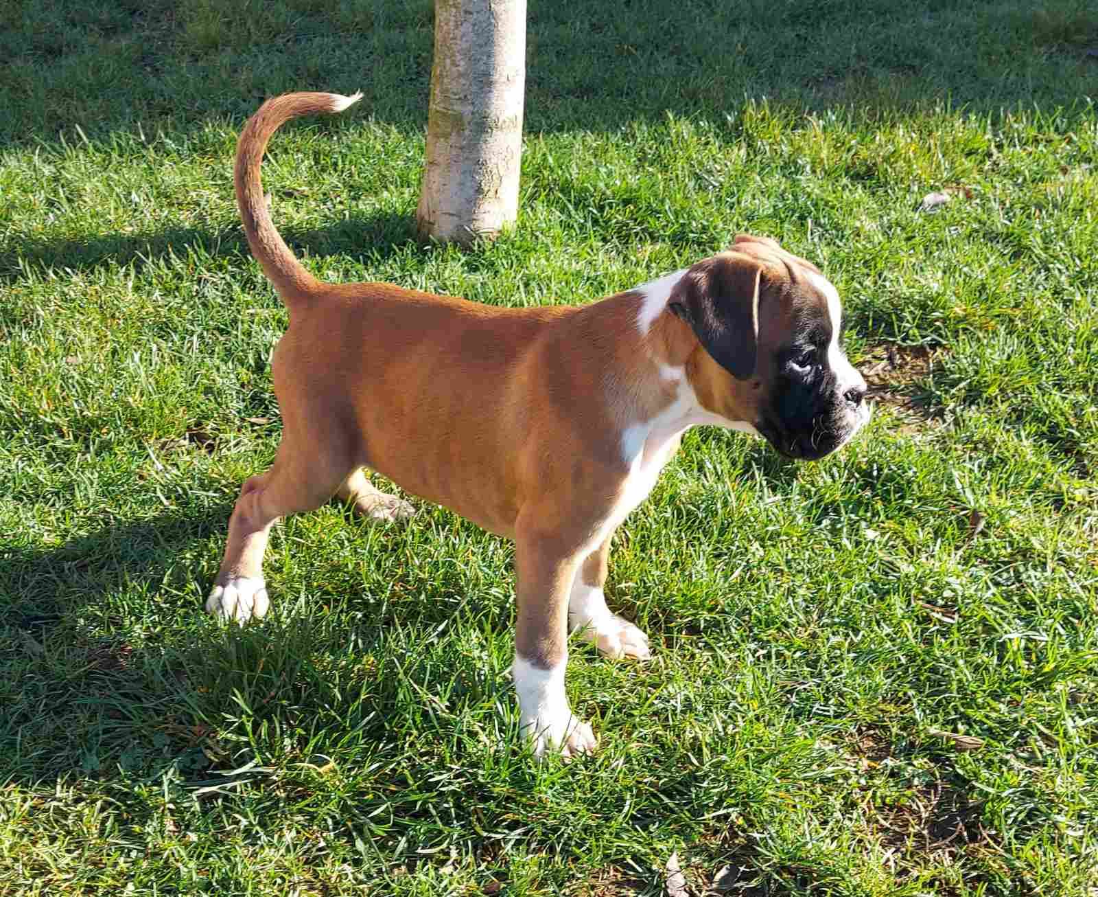 Njemački bokser -štenci