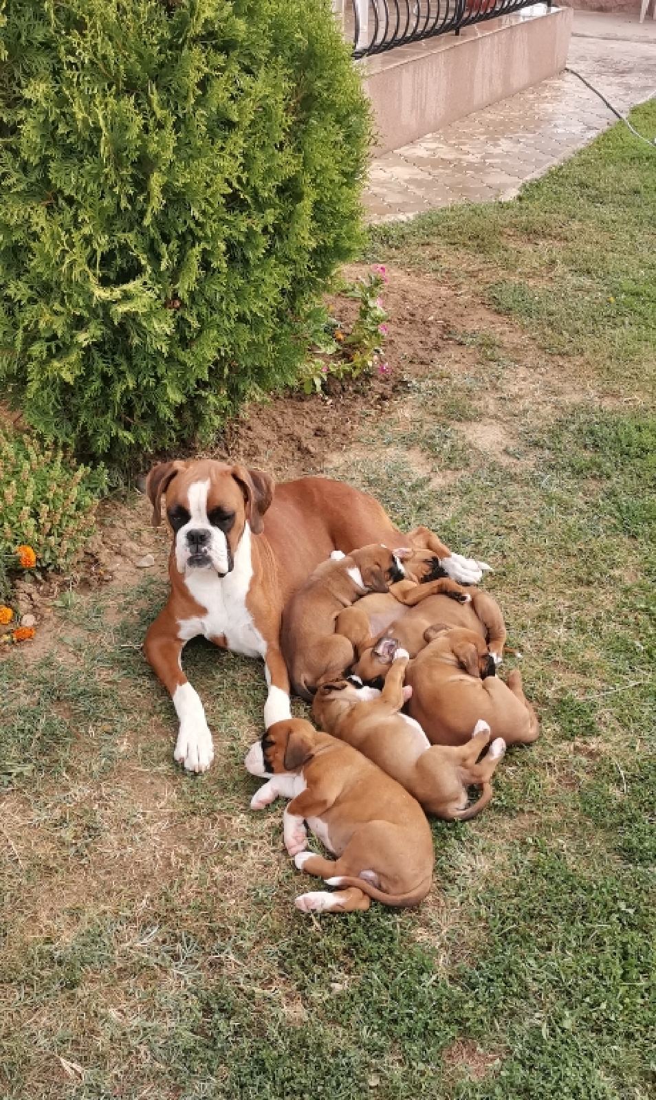 njemacki bokser stenci stari 2 mjeseca
