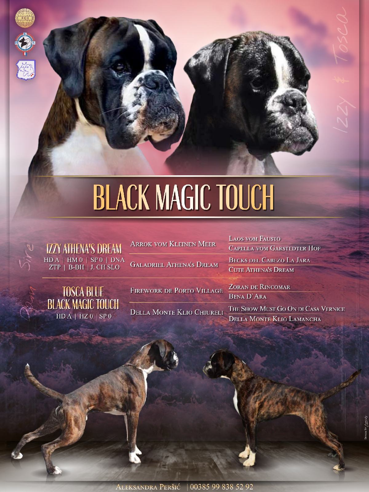 Njemački bokser (boxer) mužjak