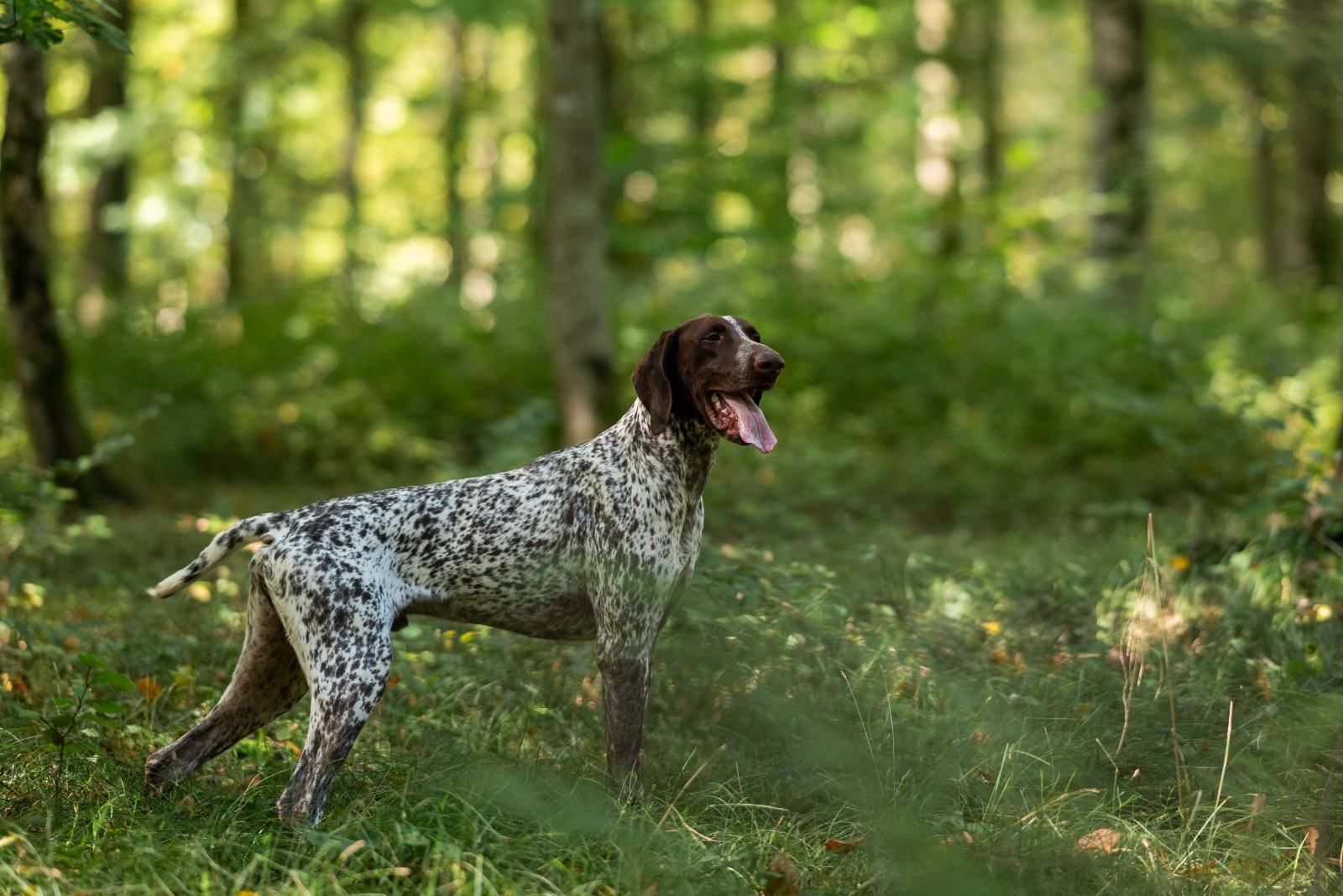 Njemački kratkodlaki ptičar (prodaja)