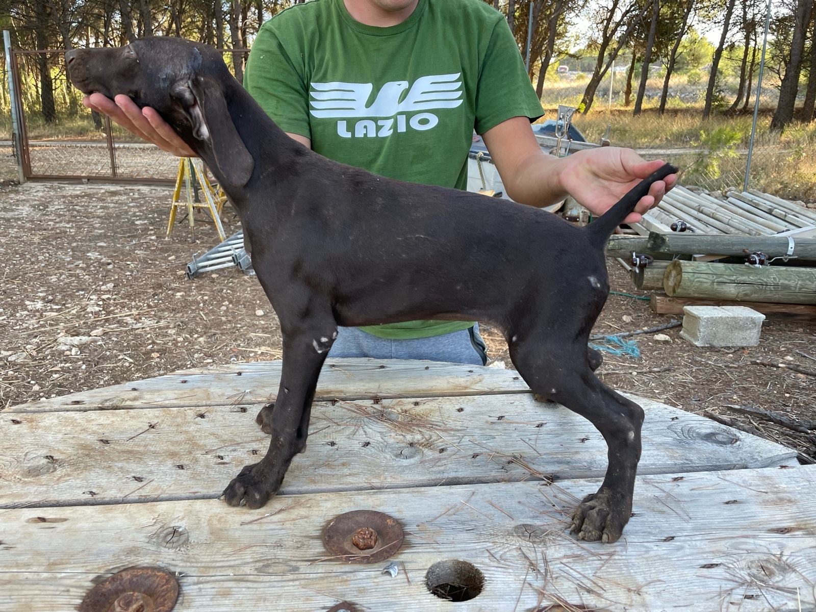 Njemački kratkodlaki ptičar