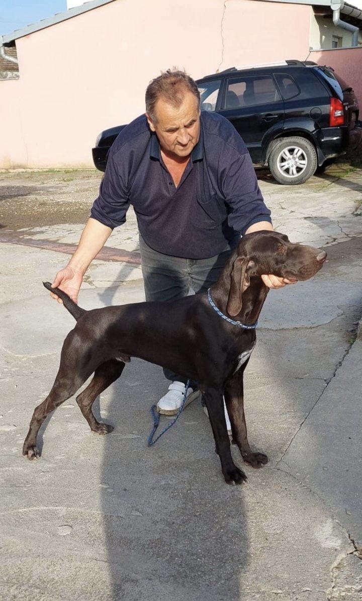 Njemački kratkodlaki ptičar