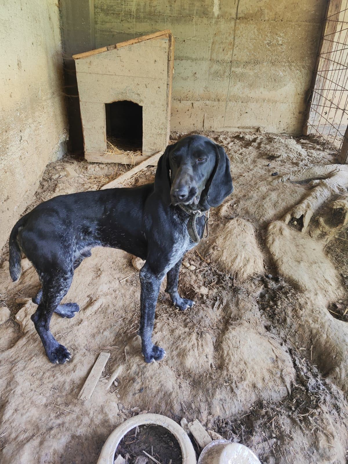 Njemački kratkodlaki ptičar