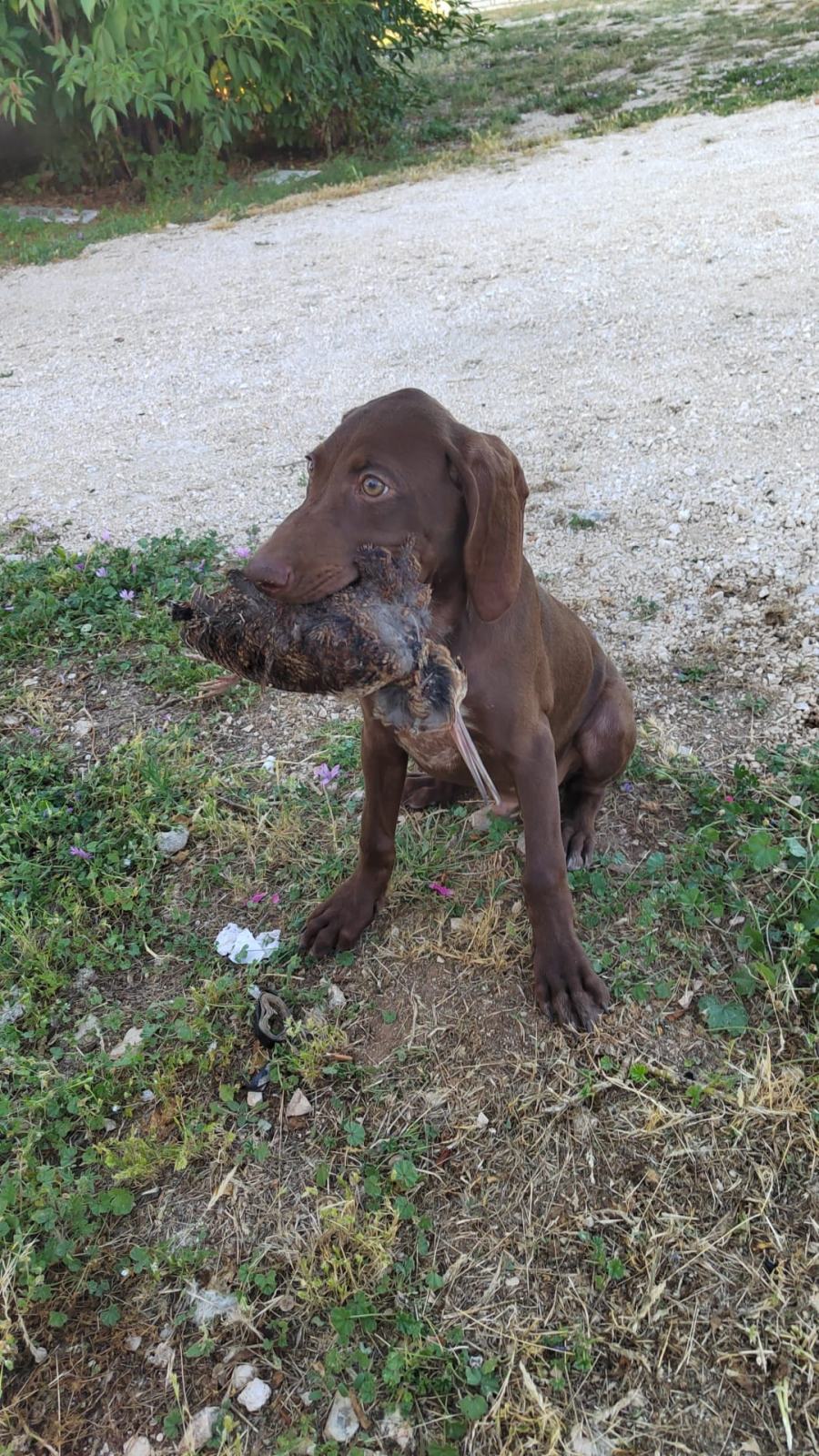 Njemacki kratkodlaki pticar