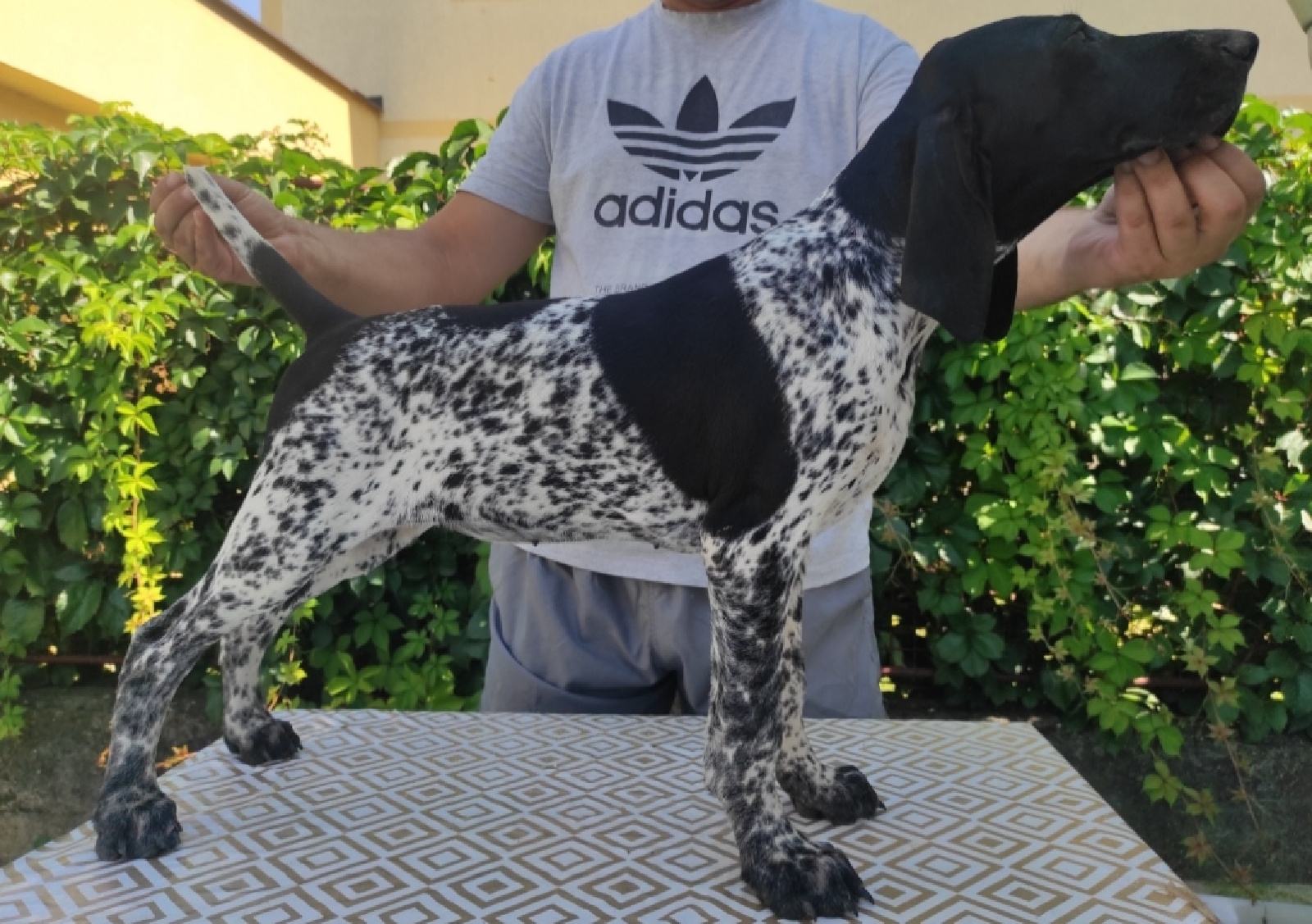 Njemacki kratkodlaki pticar