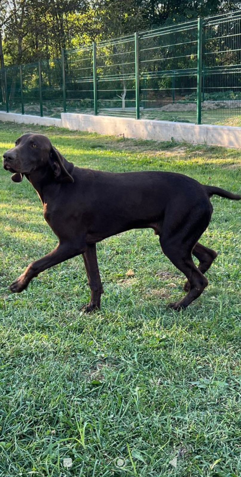 Njemački kratkodlaki ptičar