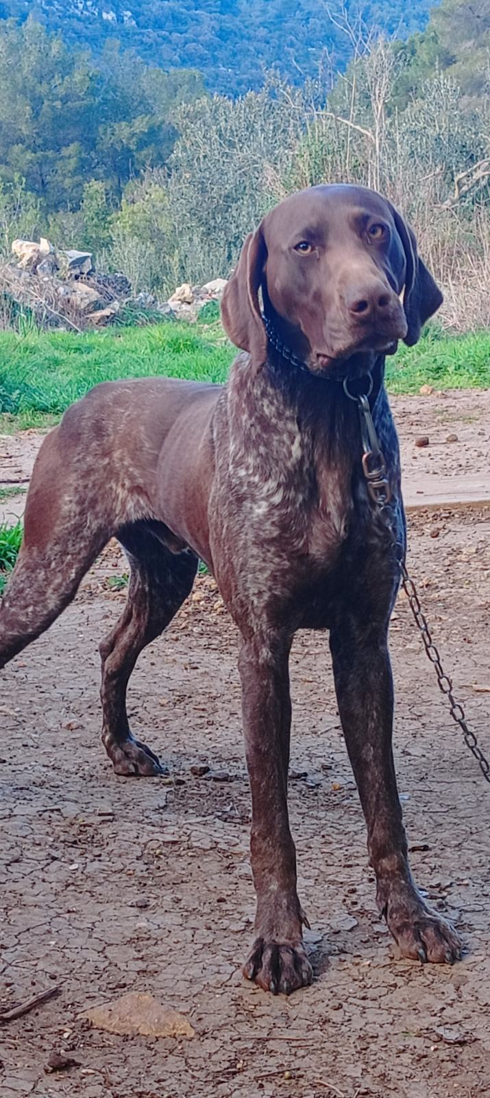 Njemački kratkodlaki ptičar