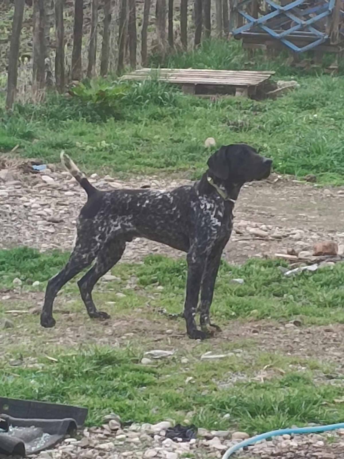 Njemacki kratkodlaki pticar Parenje