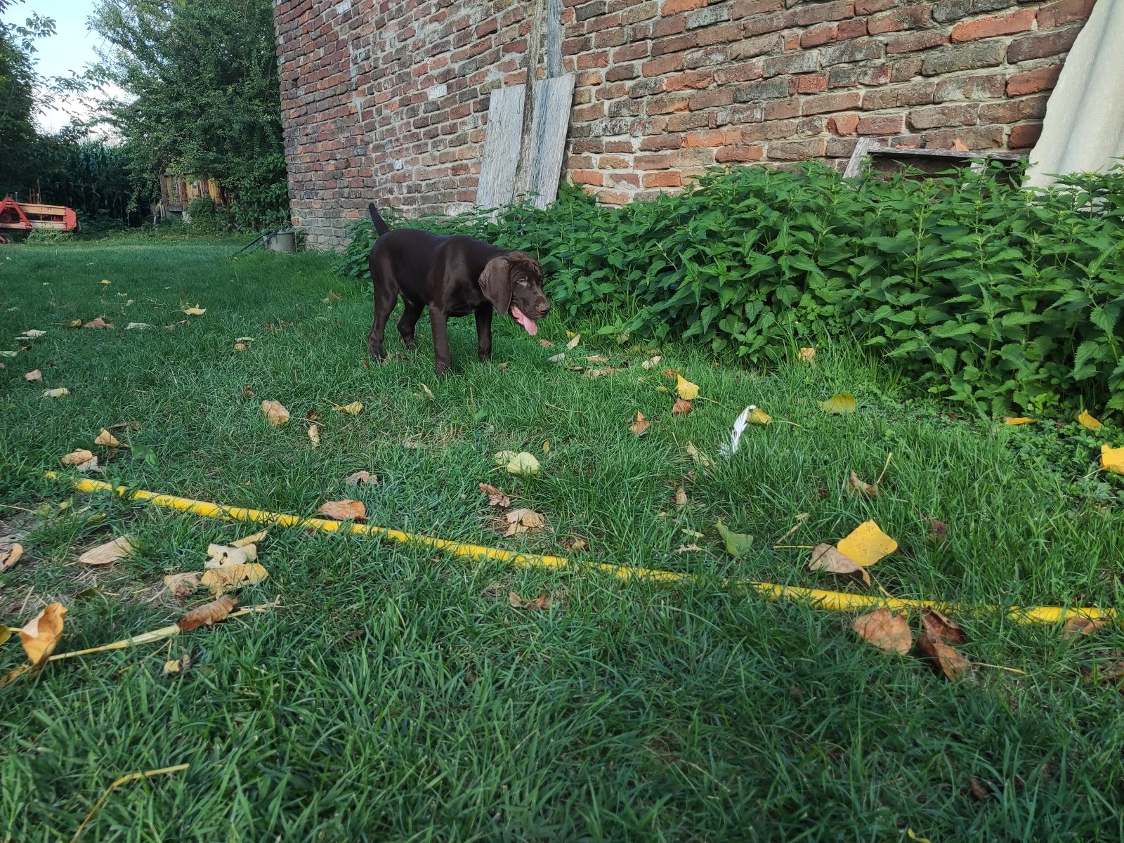 Njemački kratkodlaki ptičar