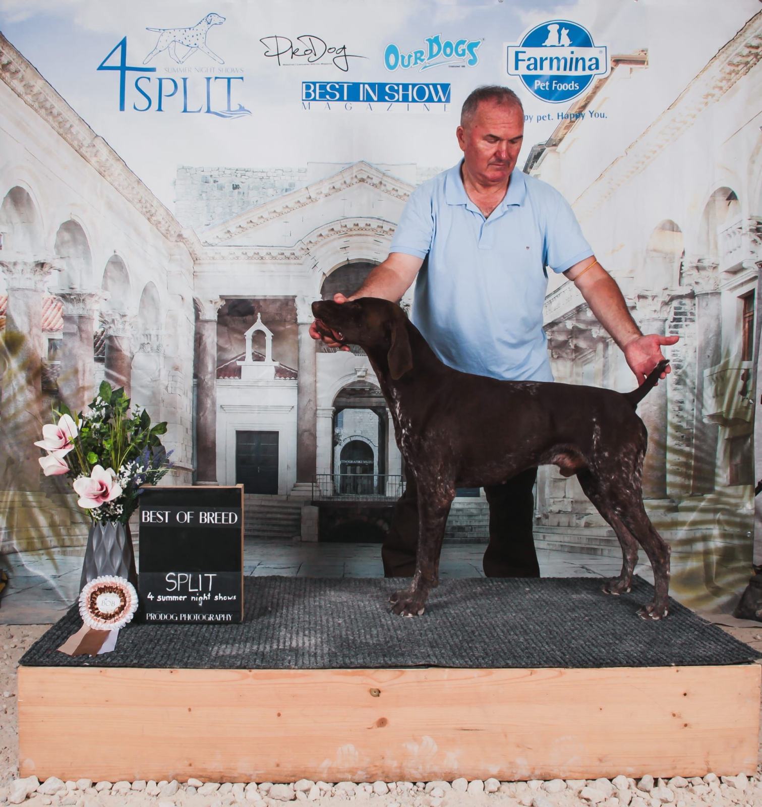 Njemacki kratkodlaki pticar