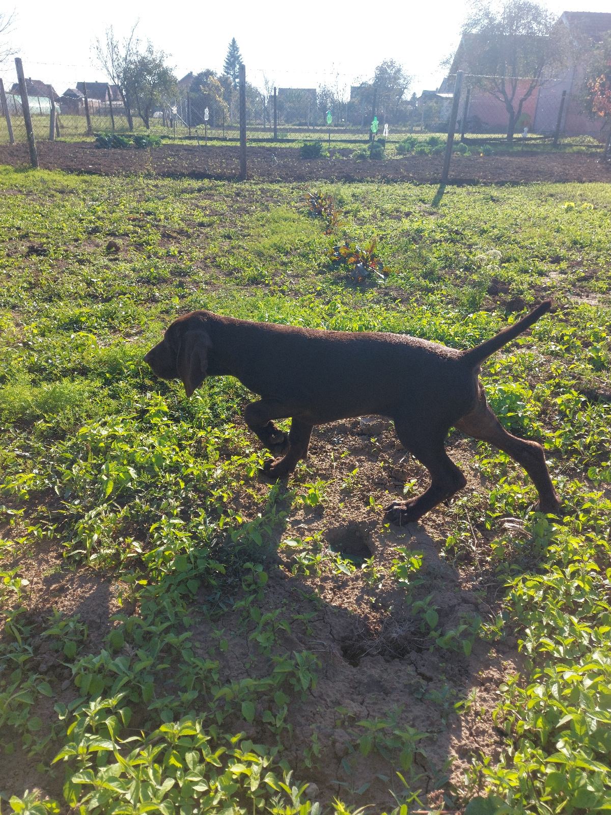 Njemački kratkodlaki ptičar