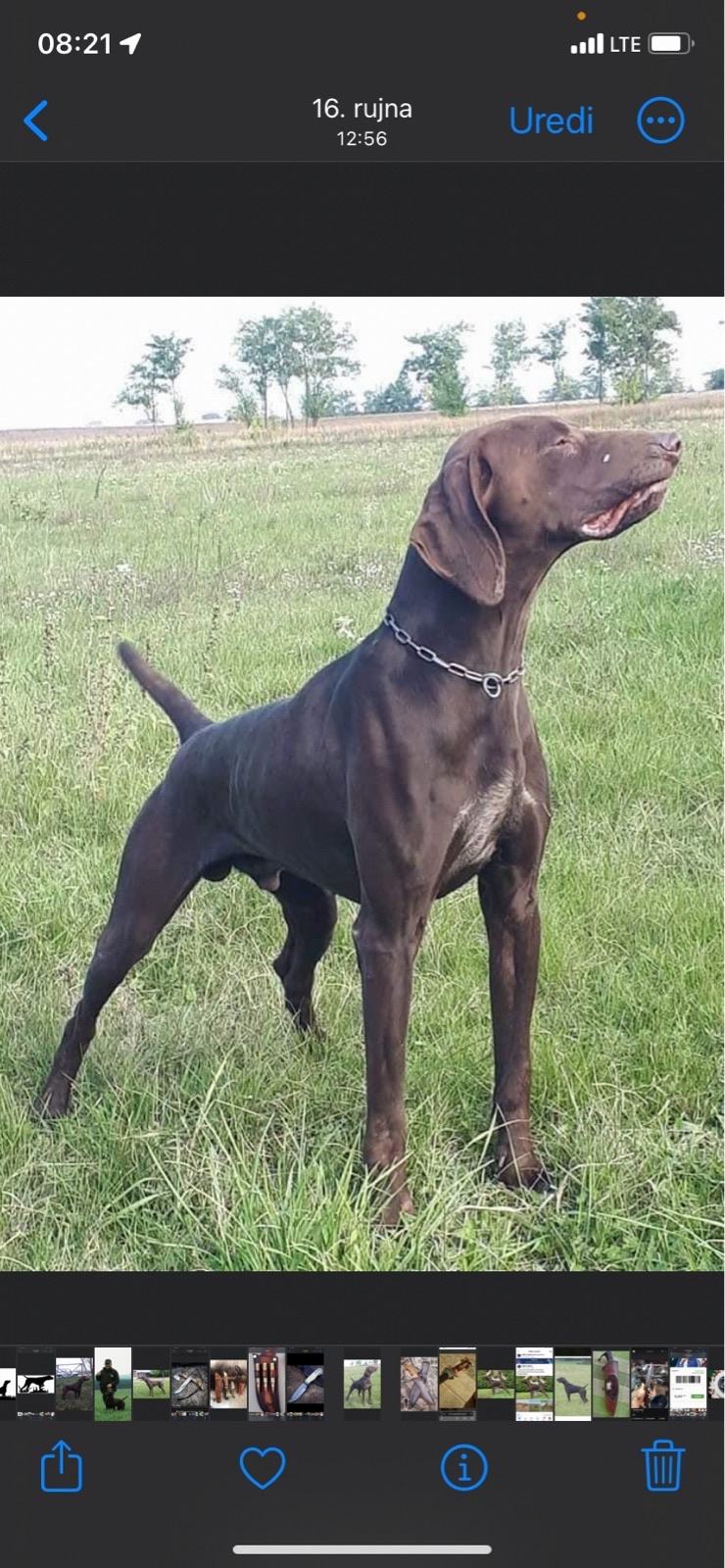 Njemački kratkodlaki ptičar