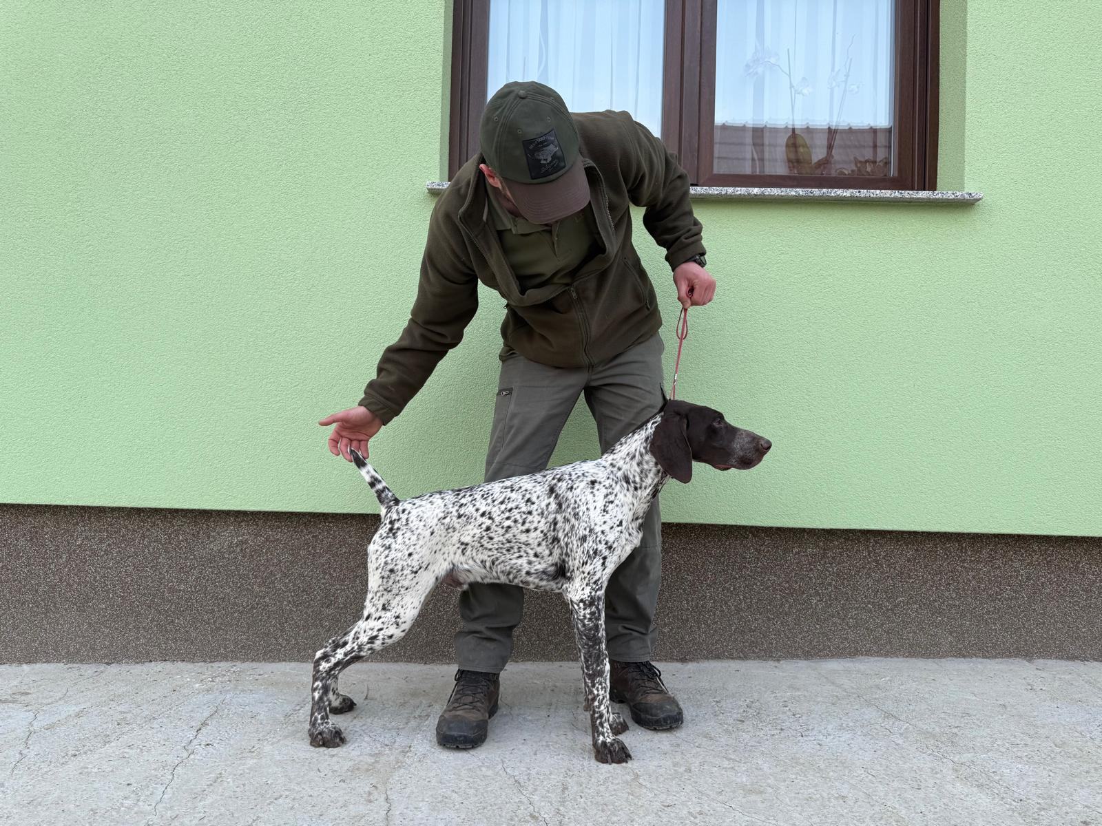 Njemački kratkodlaki ptičar